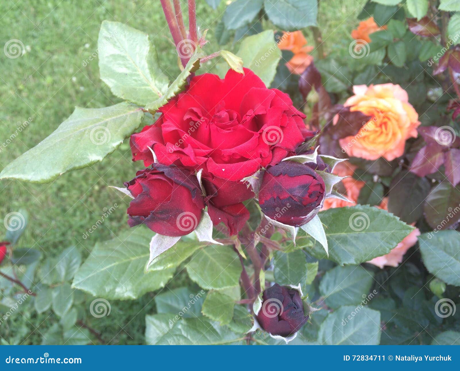 Black rose bud stock image. Image of beautiful, petals - 72834711