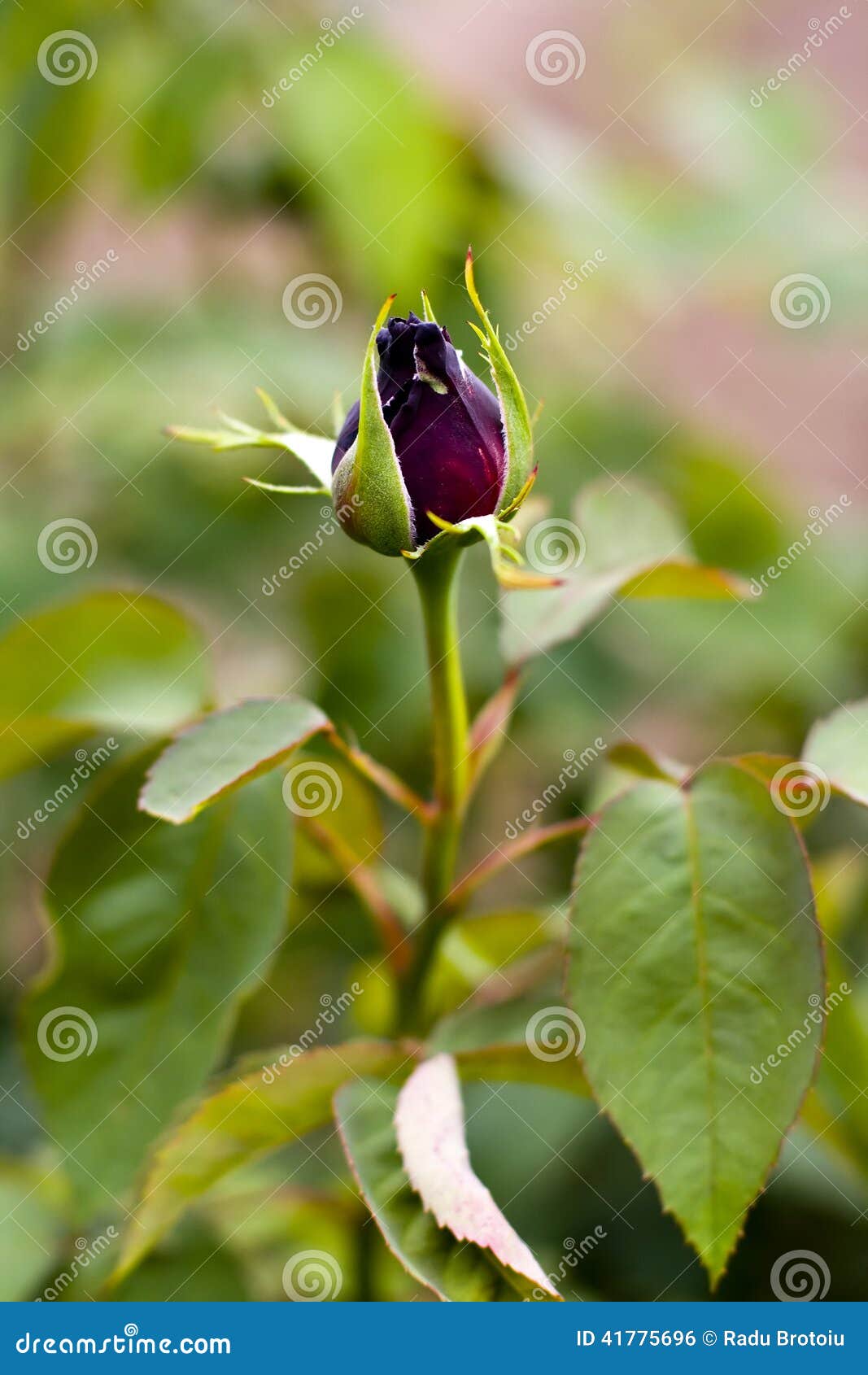 Black rose stock photo. Image of closeup, beautiful, black - 41775696