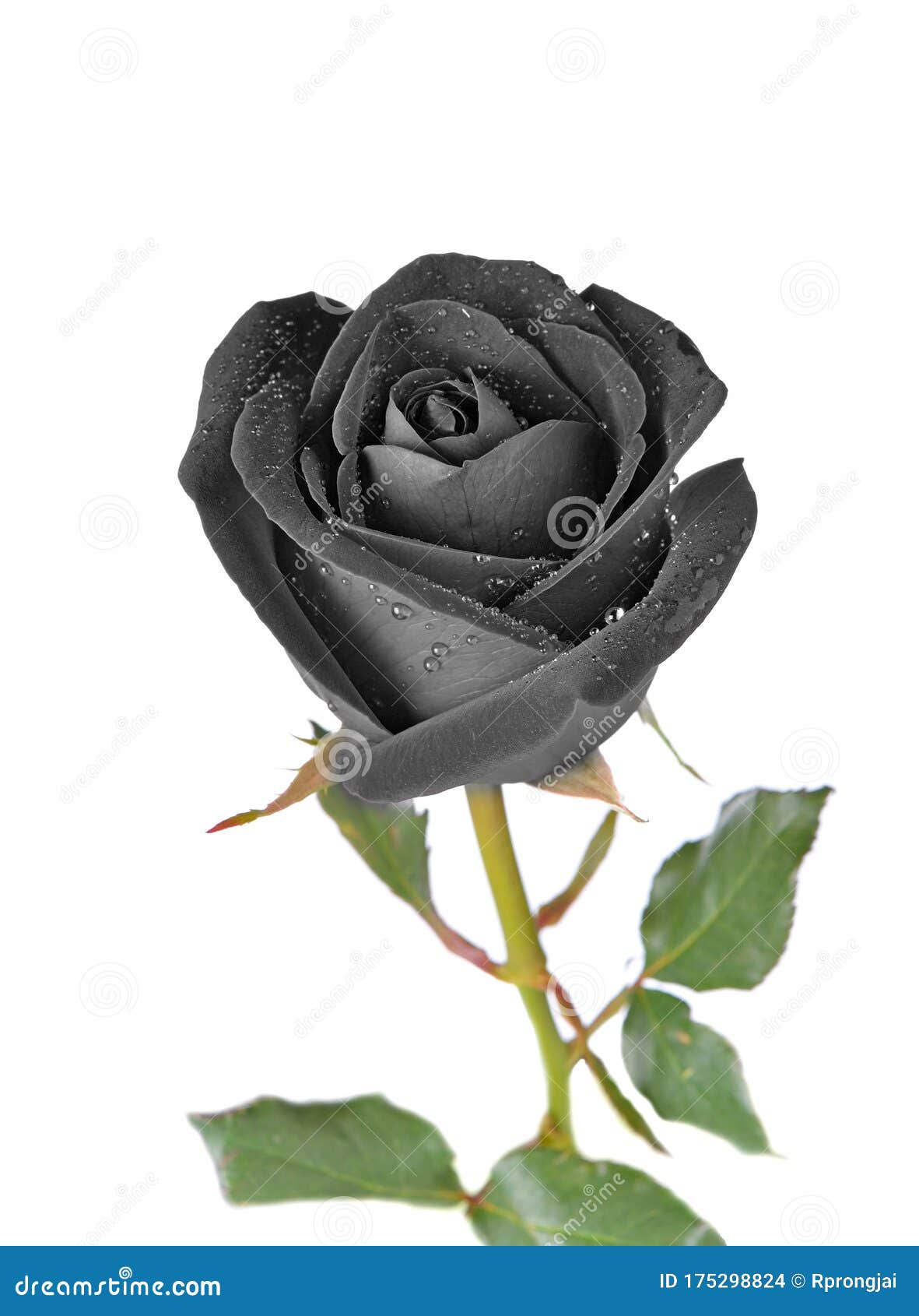 Black Rose Isolated on White Background Stock Photo - Image of petal ...