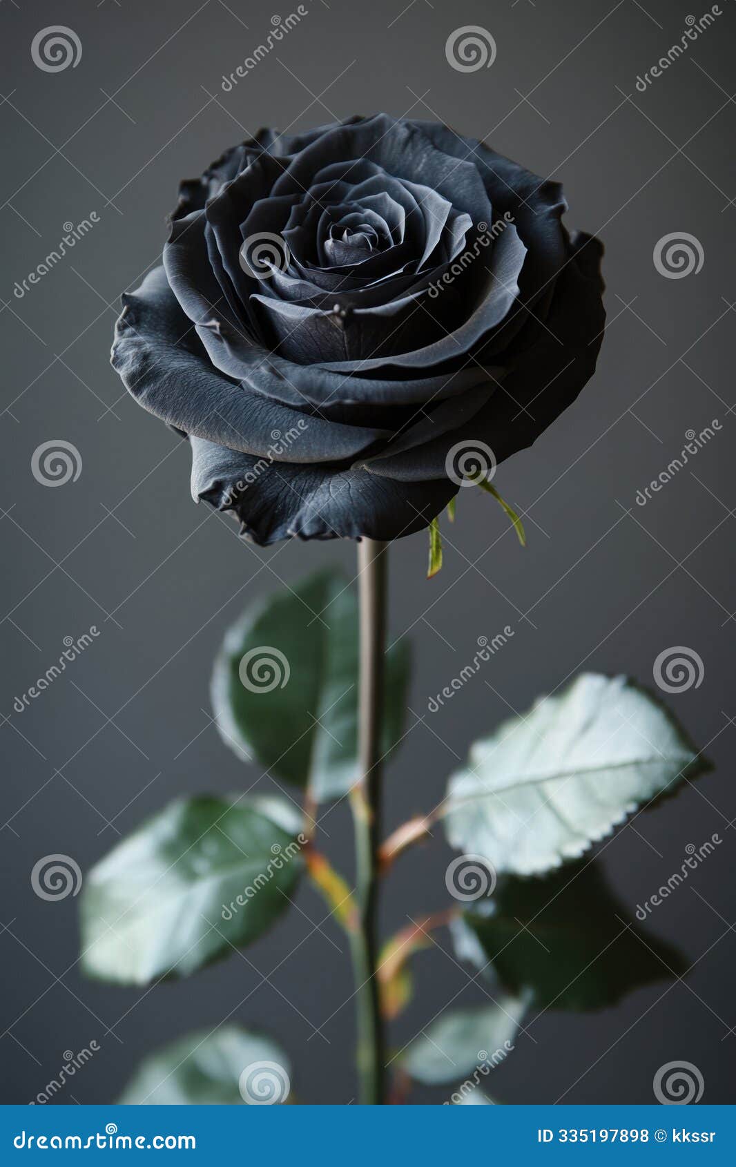 Black Rose, a Stunning Black Rose that Represents Luxury and Elegance ...