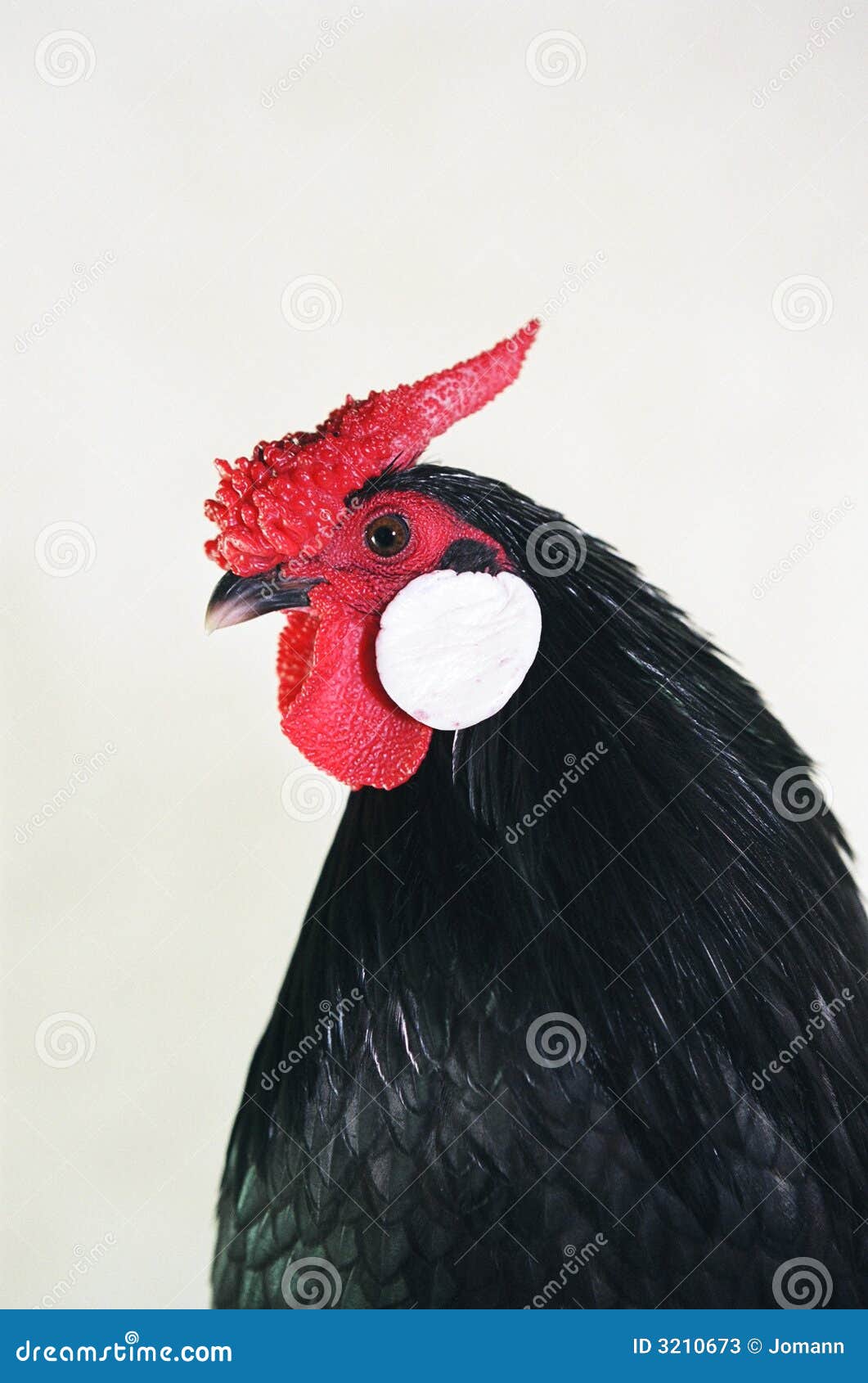 Black Rosecomb Chicken stock image. Image of comb, head - 3210673