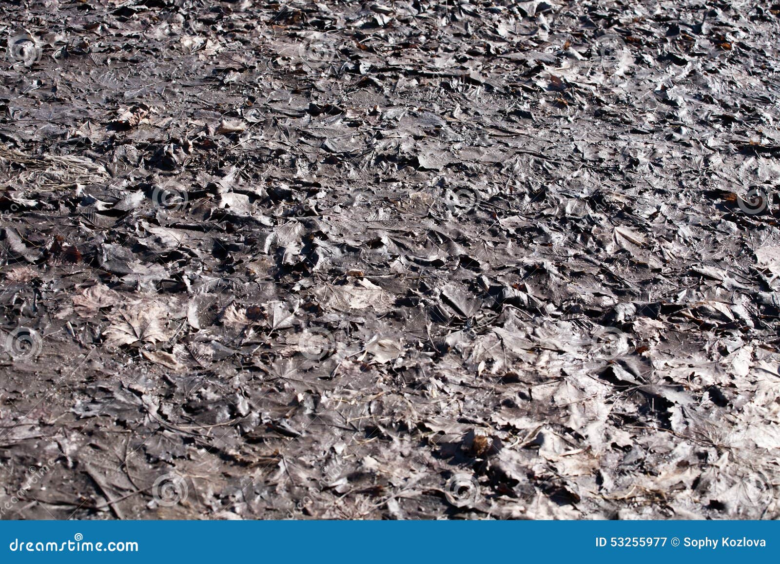 Black Rotten Leaves Pattern Background Stock Image - Image of macro ...