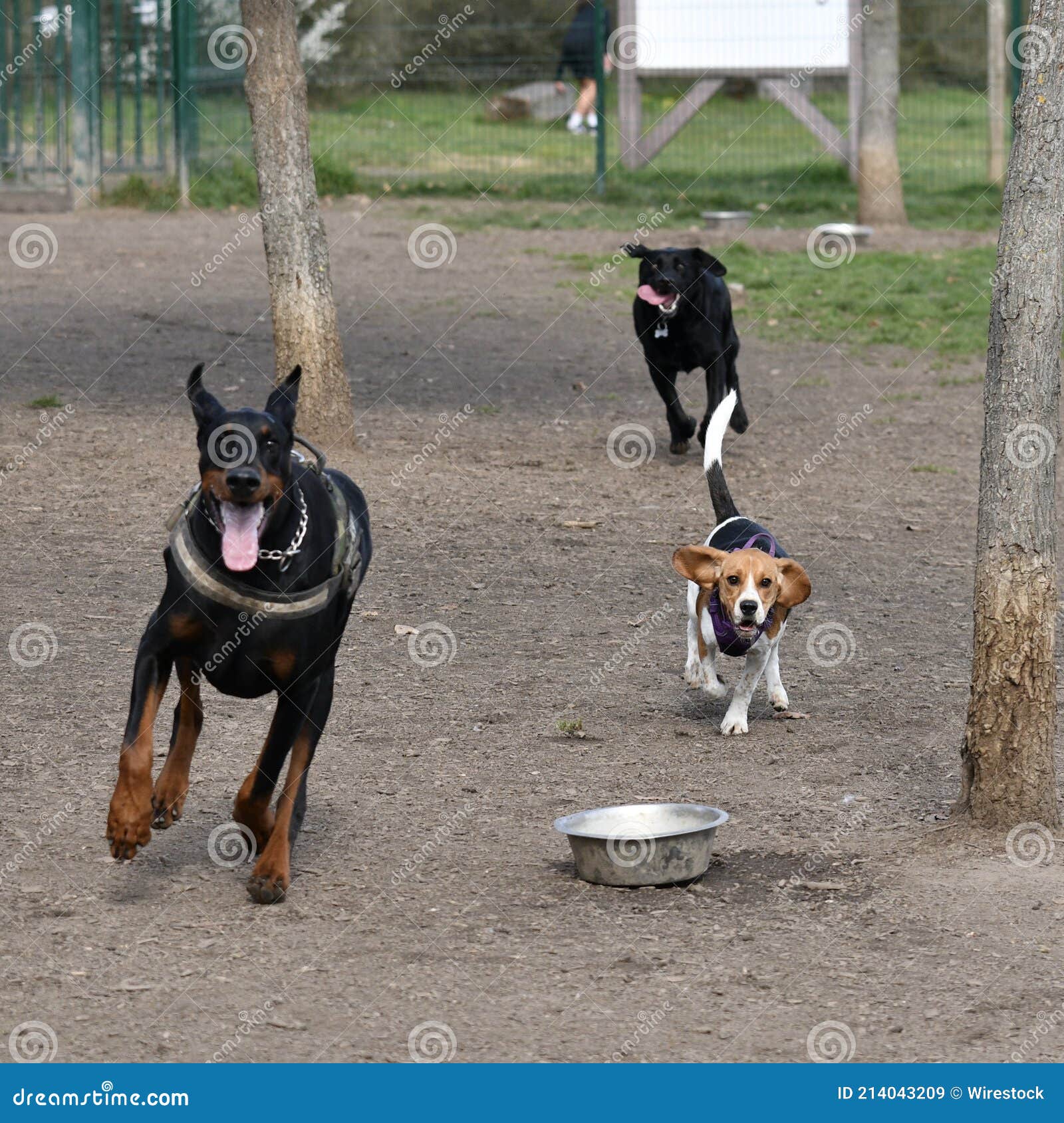 Black Rottweiler Labrador, a Retriever and a Beagle in a Running ...