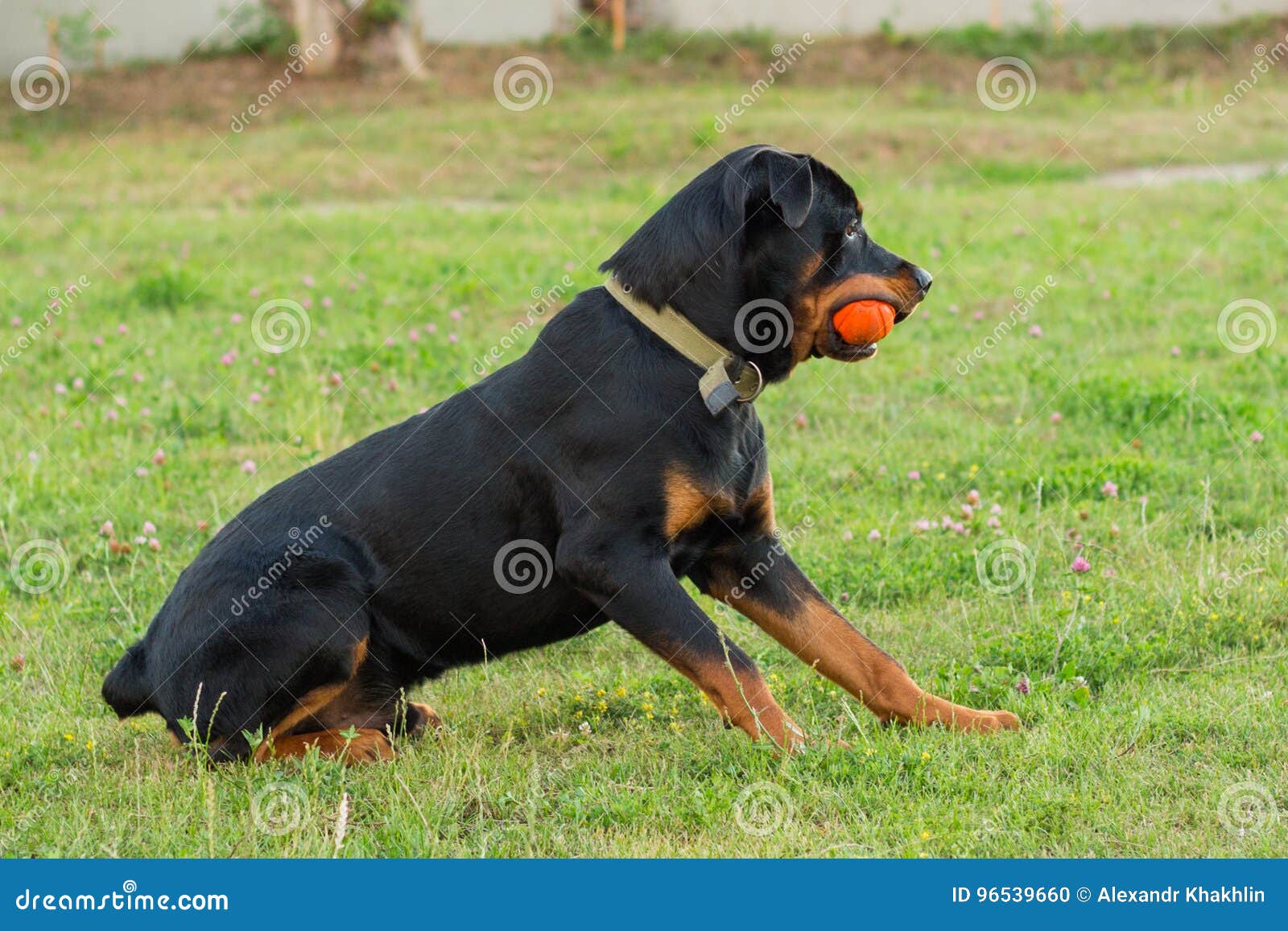 Black Rottweiler Playing with Orange Ball Stock Photo - Image of friend ...