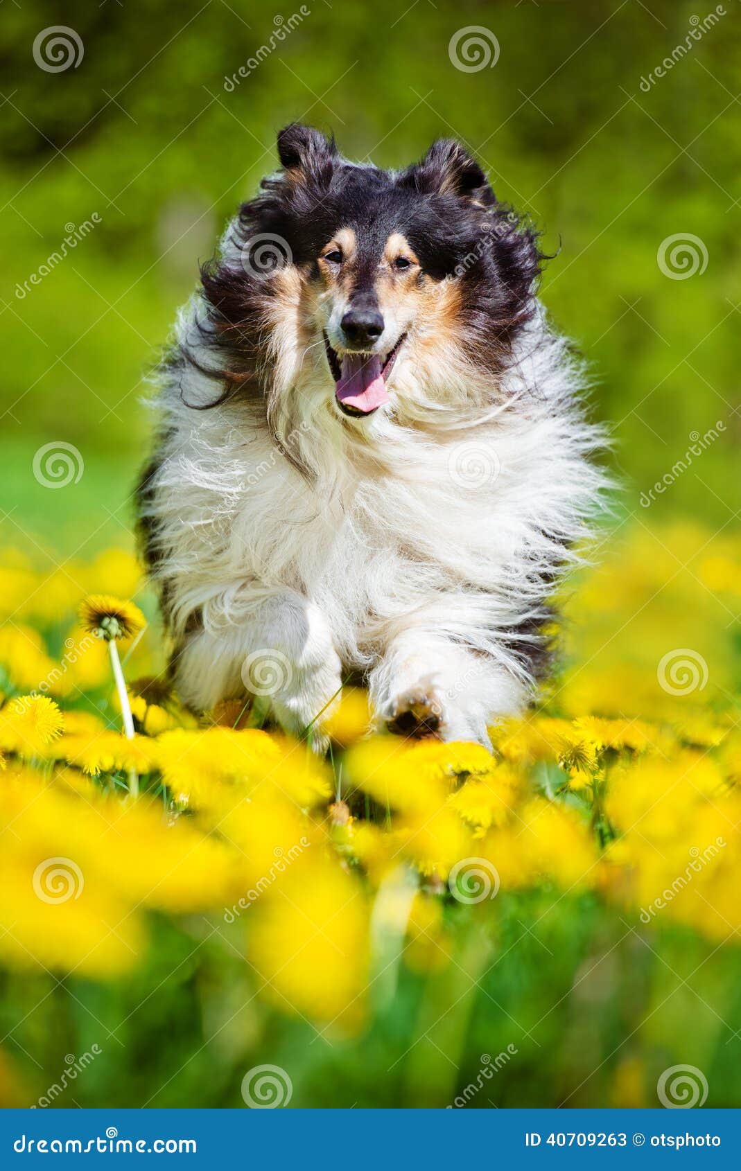 Black rough collie dog stock image. Image of pedigreed - 40709263