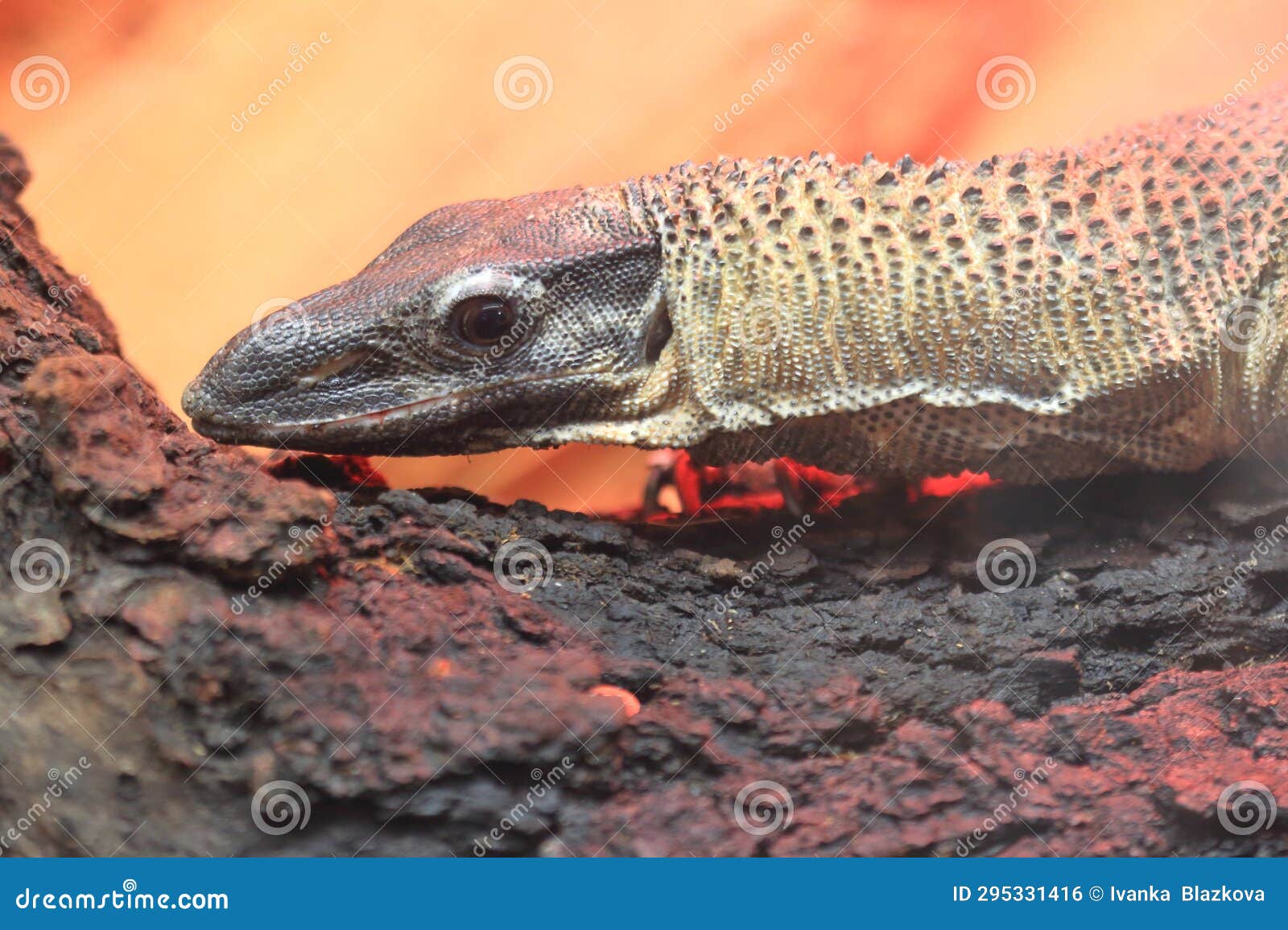 Black roughneck monitor stock photo. Image of varanus - 295331416