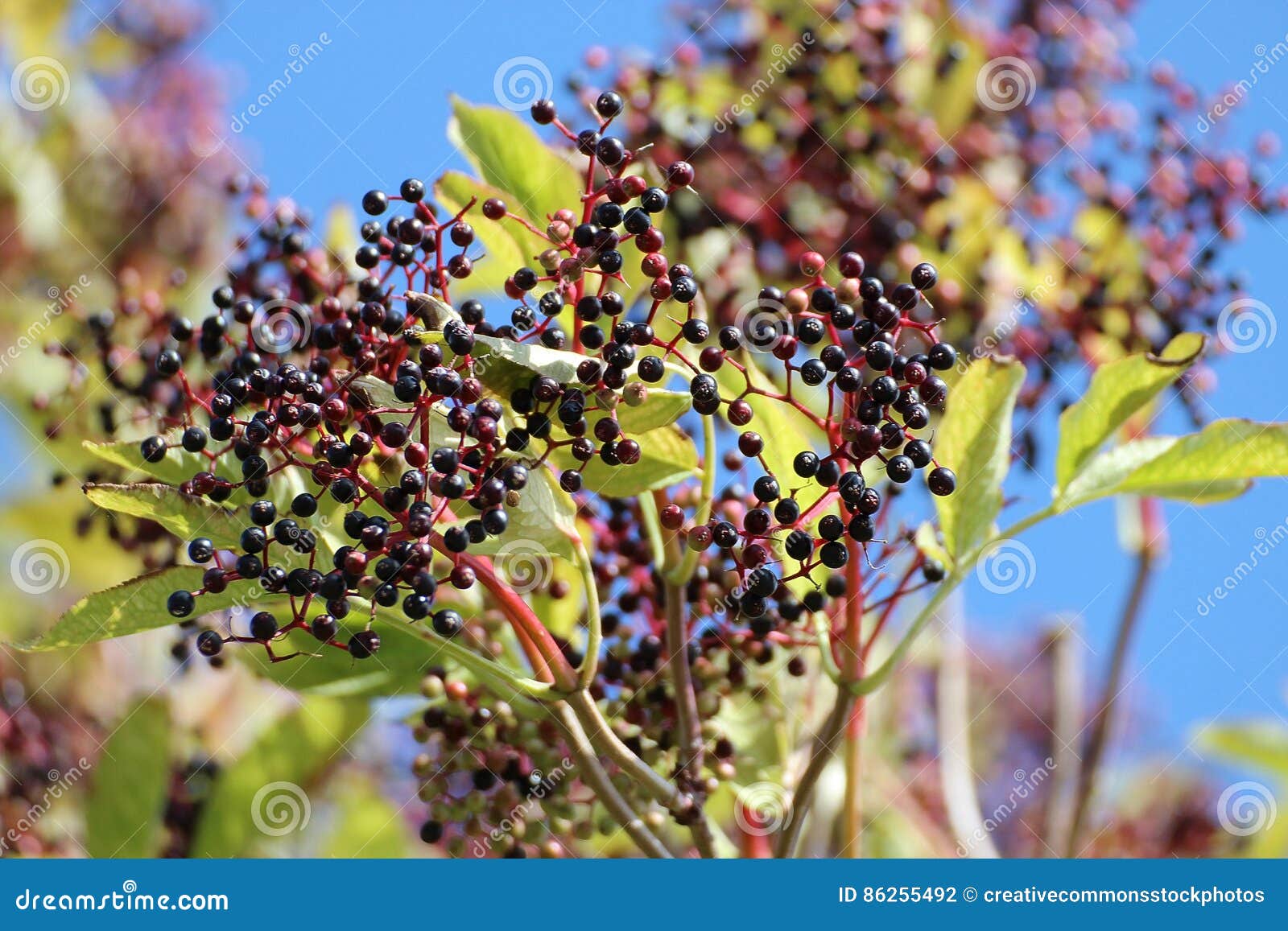 Black Round Fruits At Daytime Picture. Image: 86255492