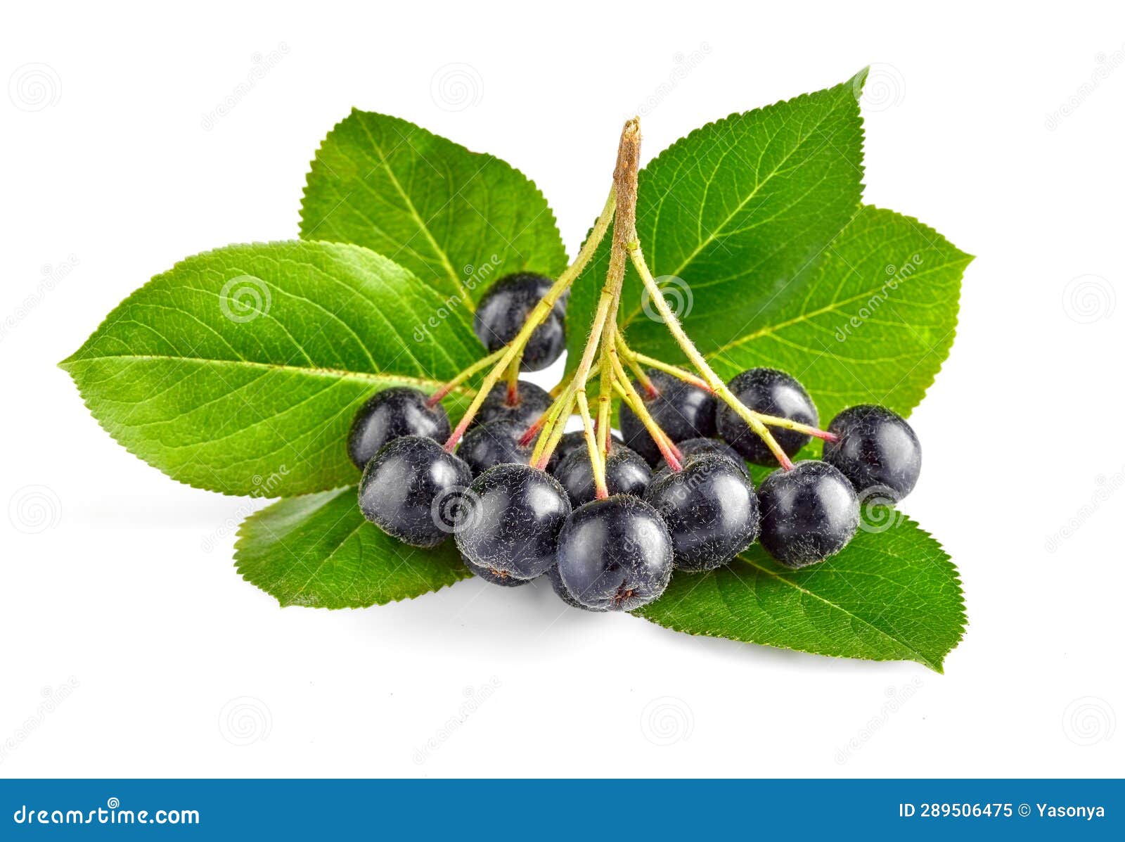 Black Rowan Berries on the Green Leaves. Isolated White Stock Image ...