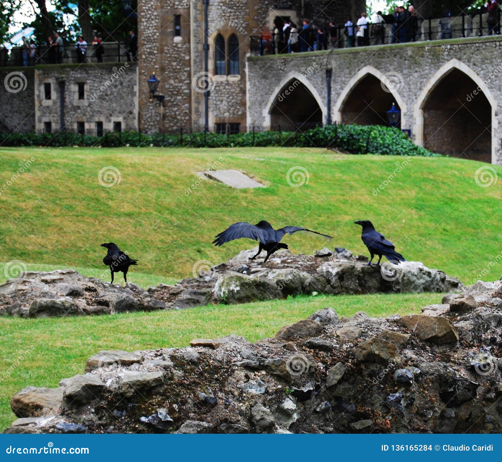 Black Royal Crows in London`s Tower, England Stock Photo - Image of ...