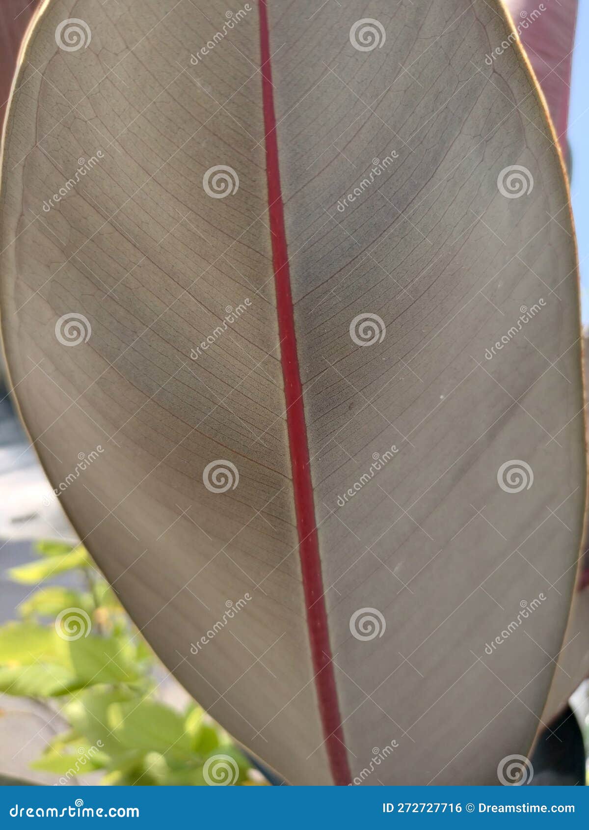 Black Rubber Tree Leaves India on the Back Stock Photo - Image of black ...