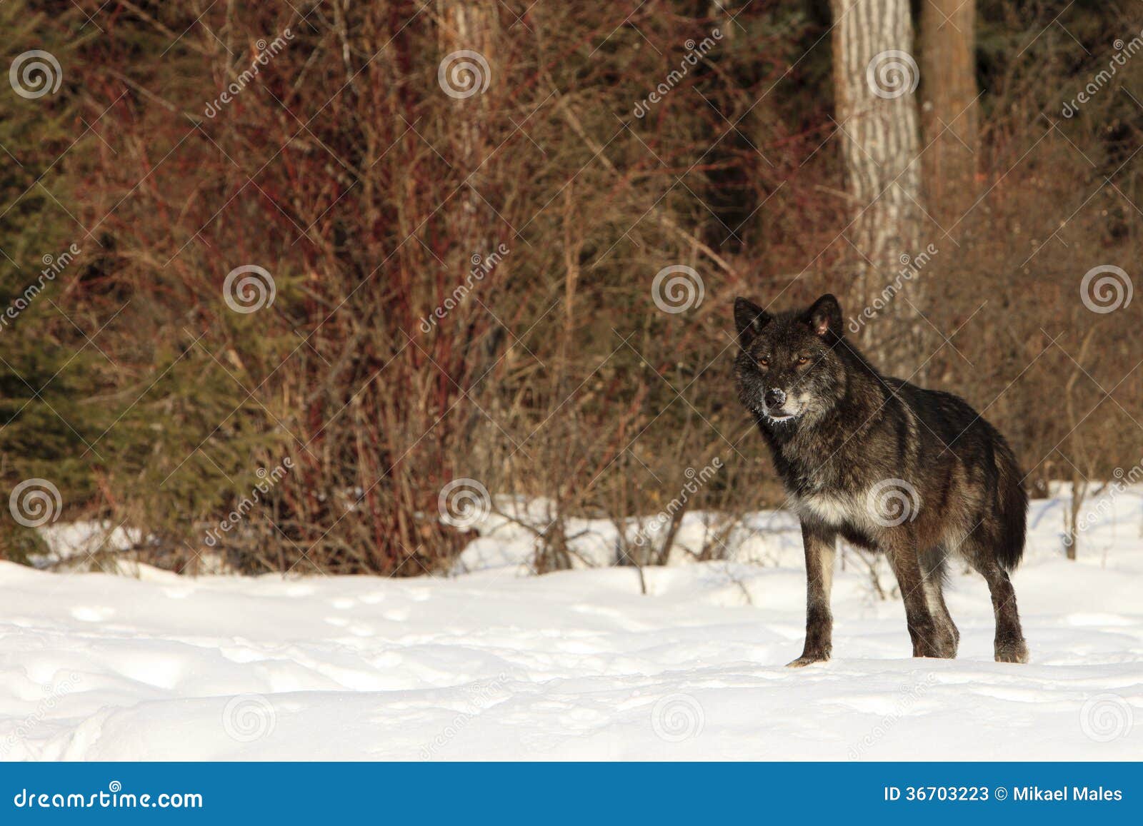 Black rules the night stock image. Image of marking, monogamous - 36703223