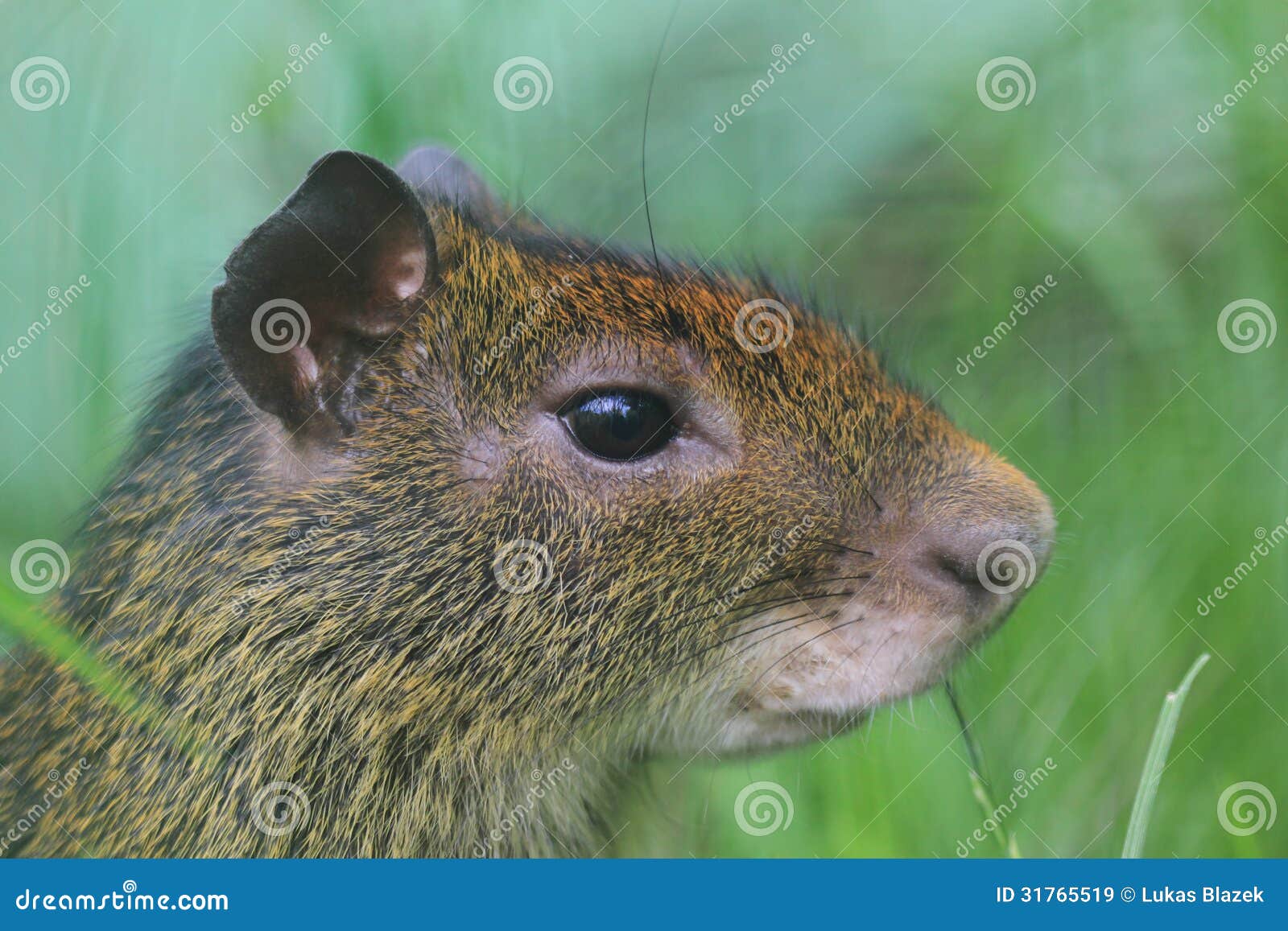 Black-rumped agouti stock image. Image of rodent, black - 31765519