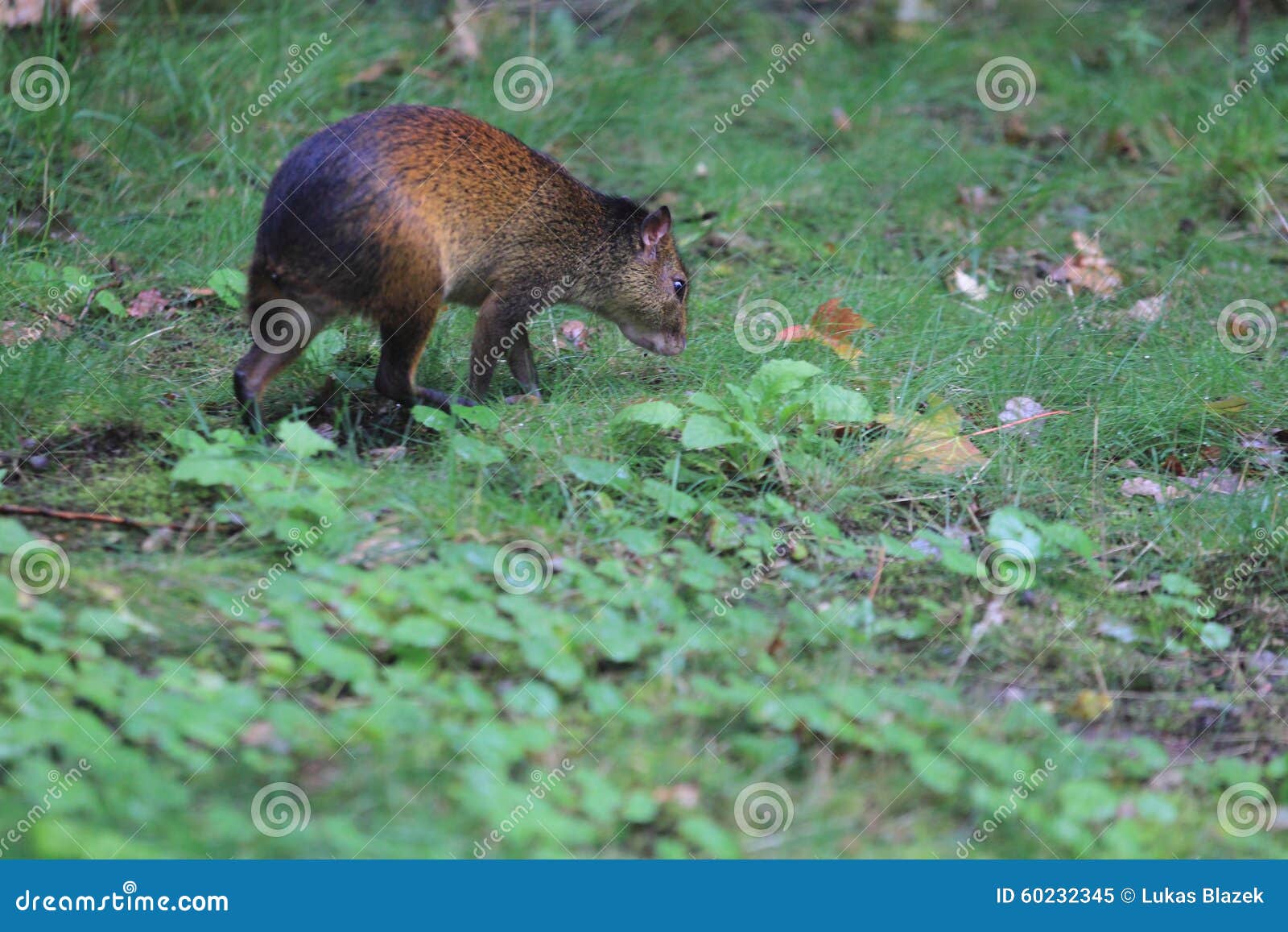Black-rumped agouti stock image. Image of agouti, rodent - 60232345