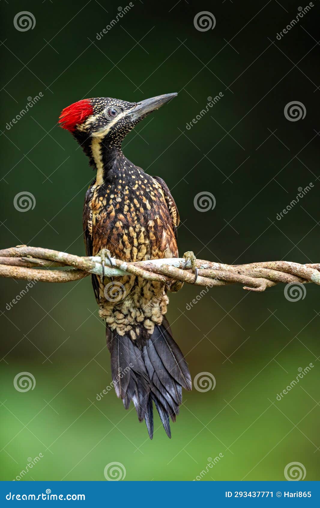Black-rumped Flameback or Lesser Goldenbacked Woodpecker Stock Image ...