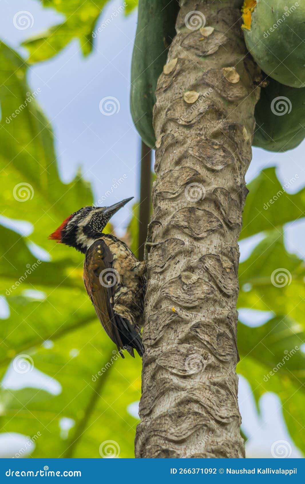 Black Rumped Flameback Woodpecker Stock Photo - Image of dinopium ...