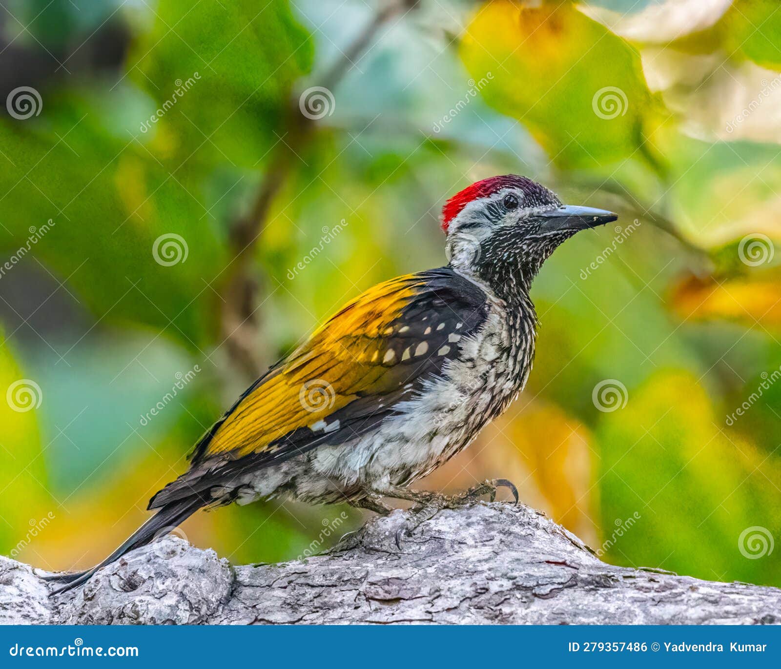 A Black Rumped Flameback Woodpecker Stock Photo - Image of beak ...