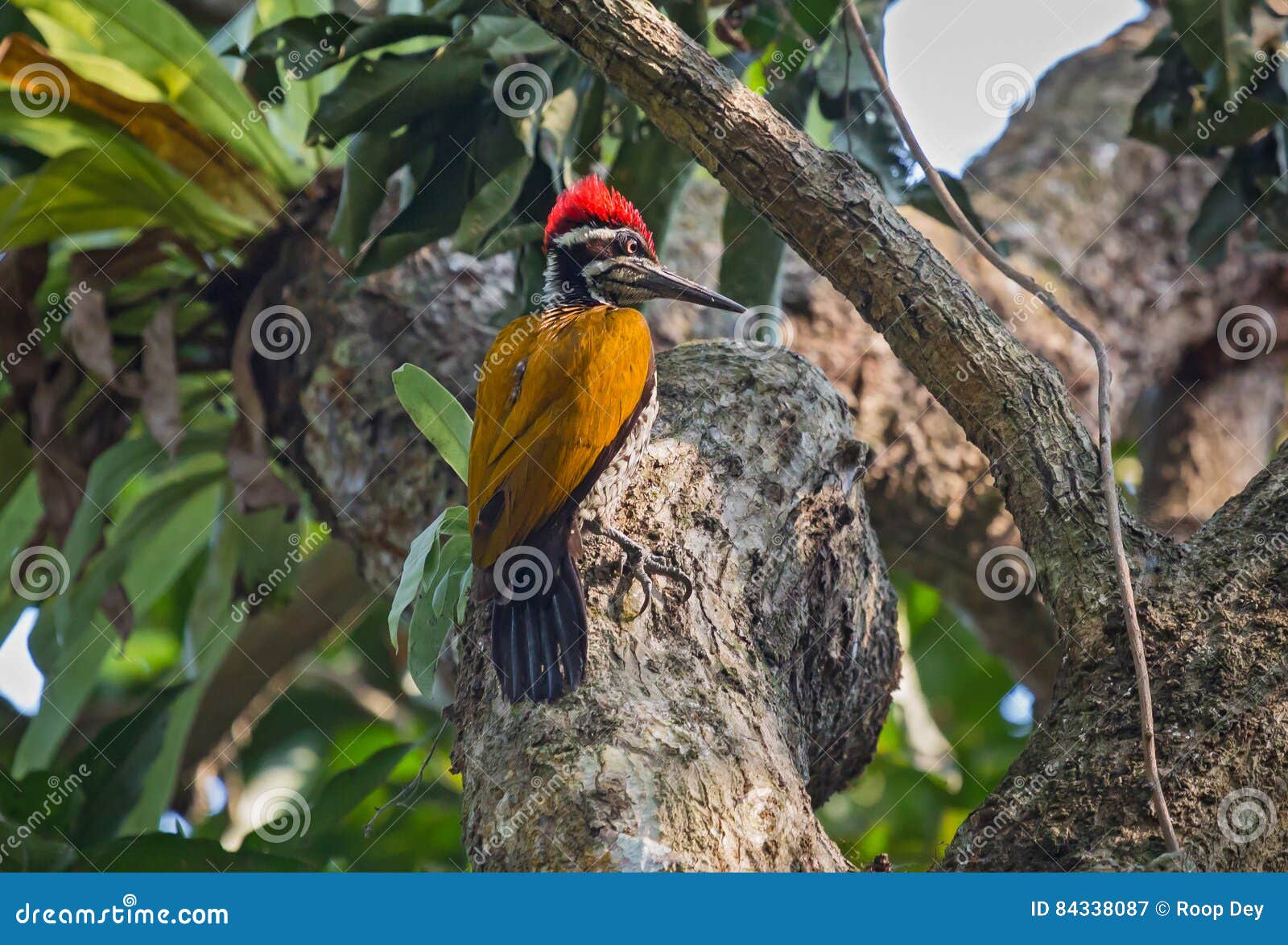 Black-rumped Flameback Woodpecker Bird Perched Vertically on the Stem ...
