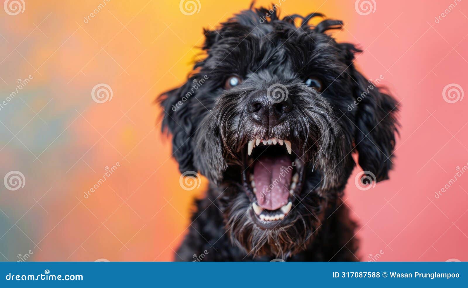 Black Russian Terrier, Angry Dog Baring Its Teeth, Studio Lighting ...