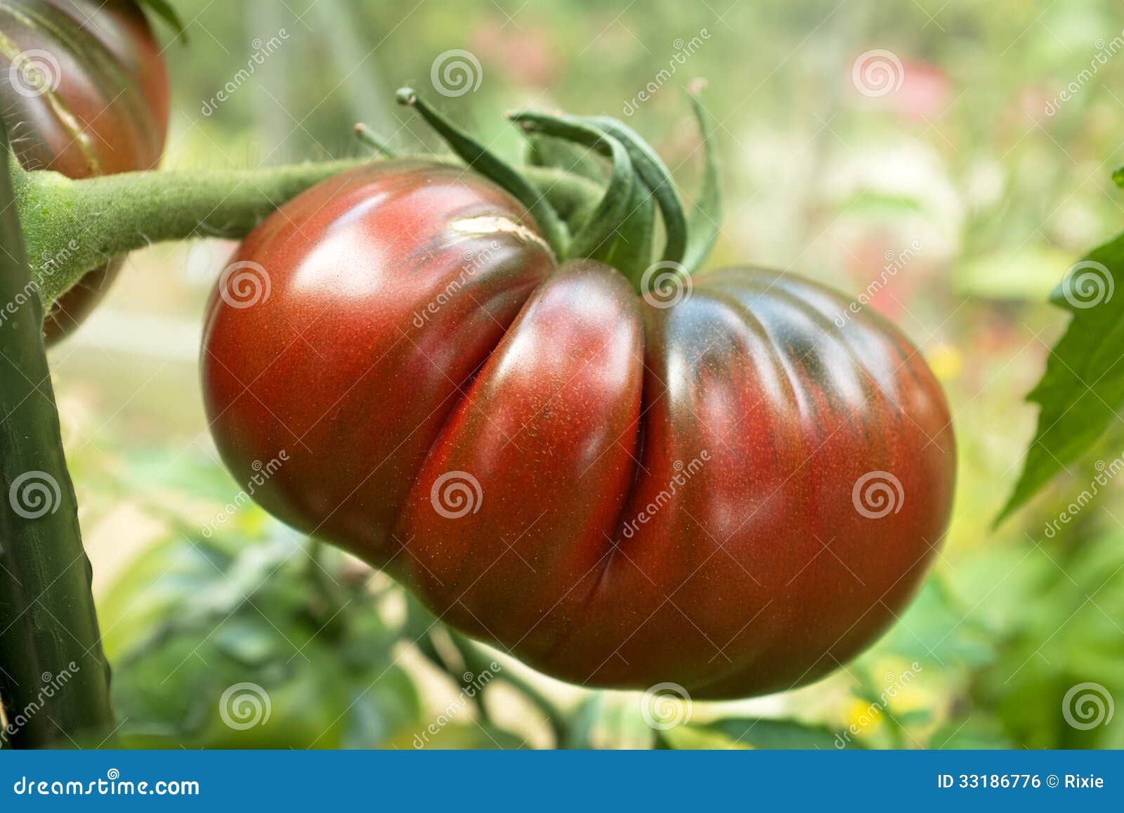 Black Russian tomato stock photo. Image of food, nature - 33186776