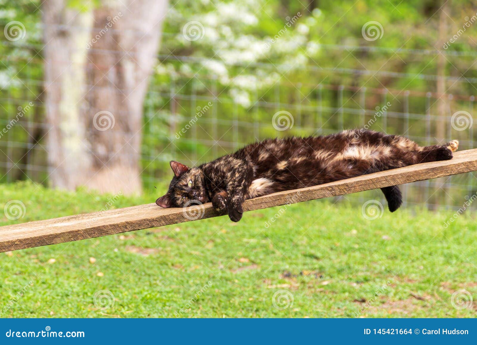 Black and Rust Cat Relaxing on a Plank at the Farm. Stock Photo - Image ...