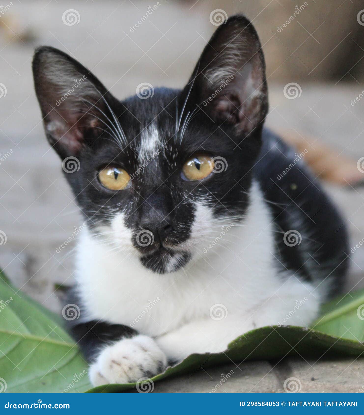 Black& X27;s Sharp Gaze Was Expecting Something Stock Image - Image of ...