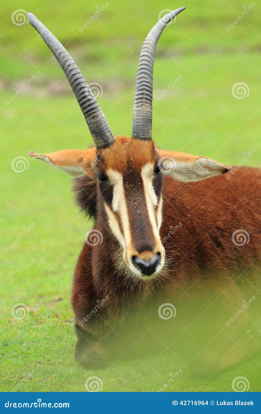 Black sable antelope stock photo. Image of sable, hippotragus - 42716964