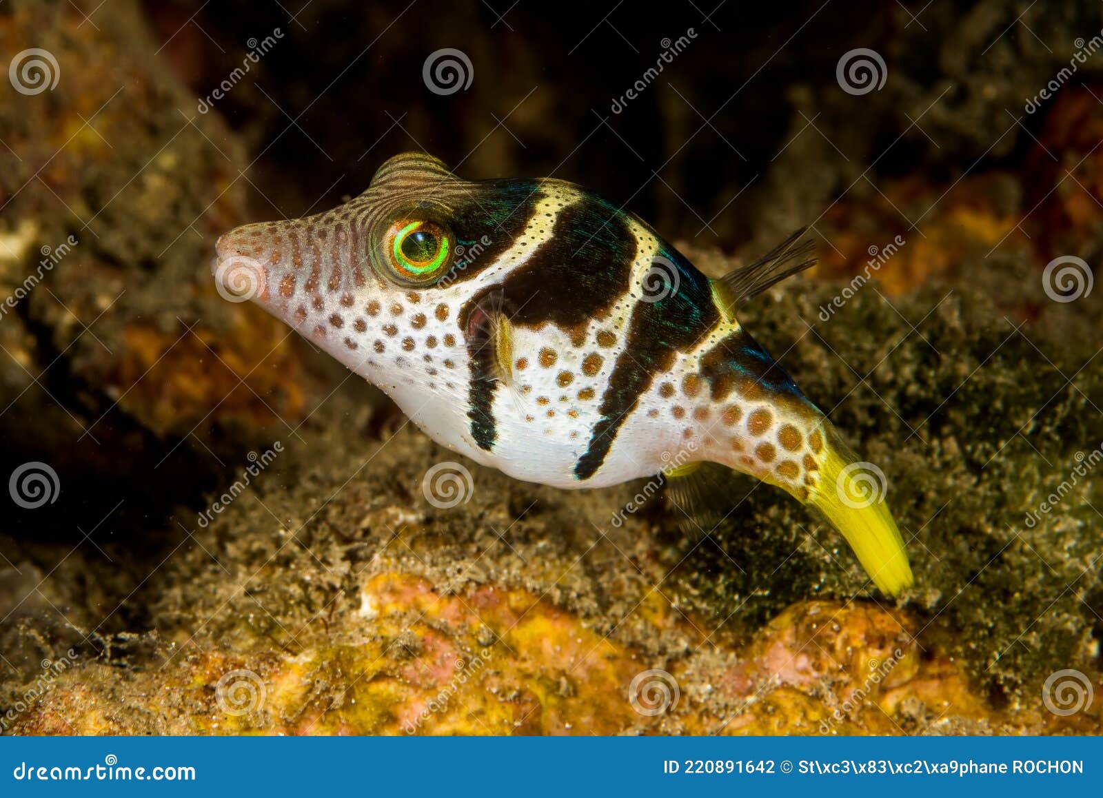Black-saddled toby fish stock photo. Image of asia, colorful - 220891642