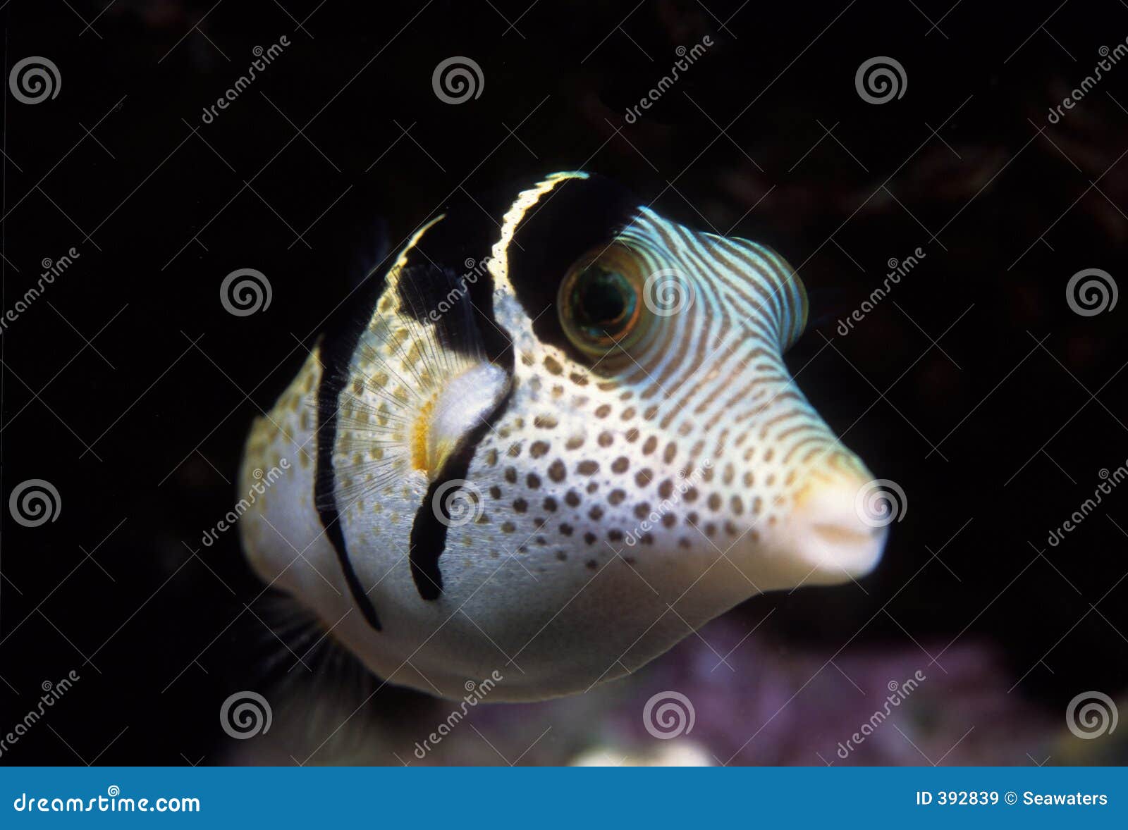 Saddled Toby Fish Stock Photos - Free & Royalty-Free Stock Photos from ...