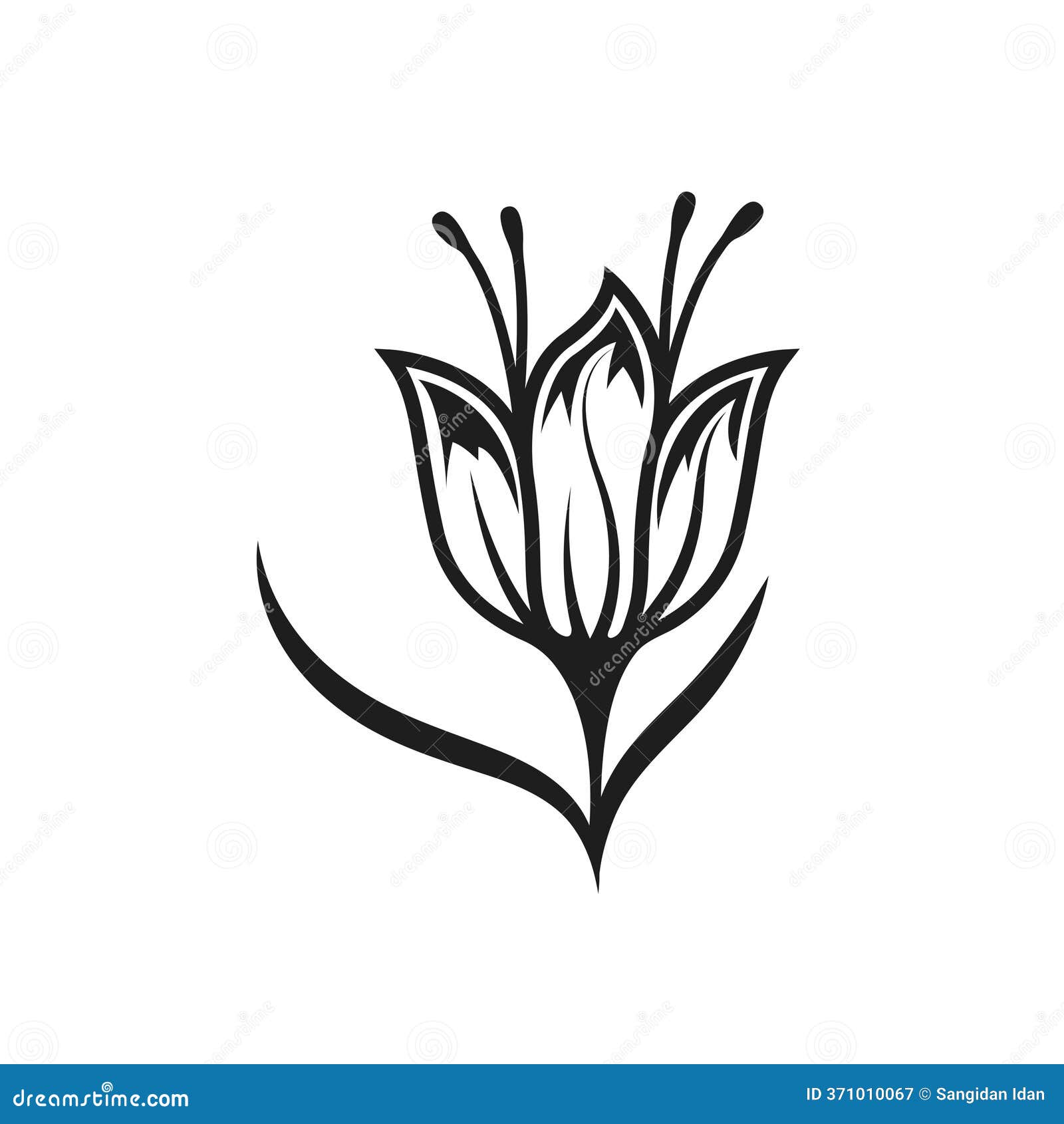 Saffron Flower Bud Open Close-up. Seasoning Expensive Saffron Vector ...