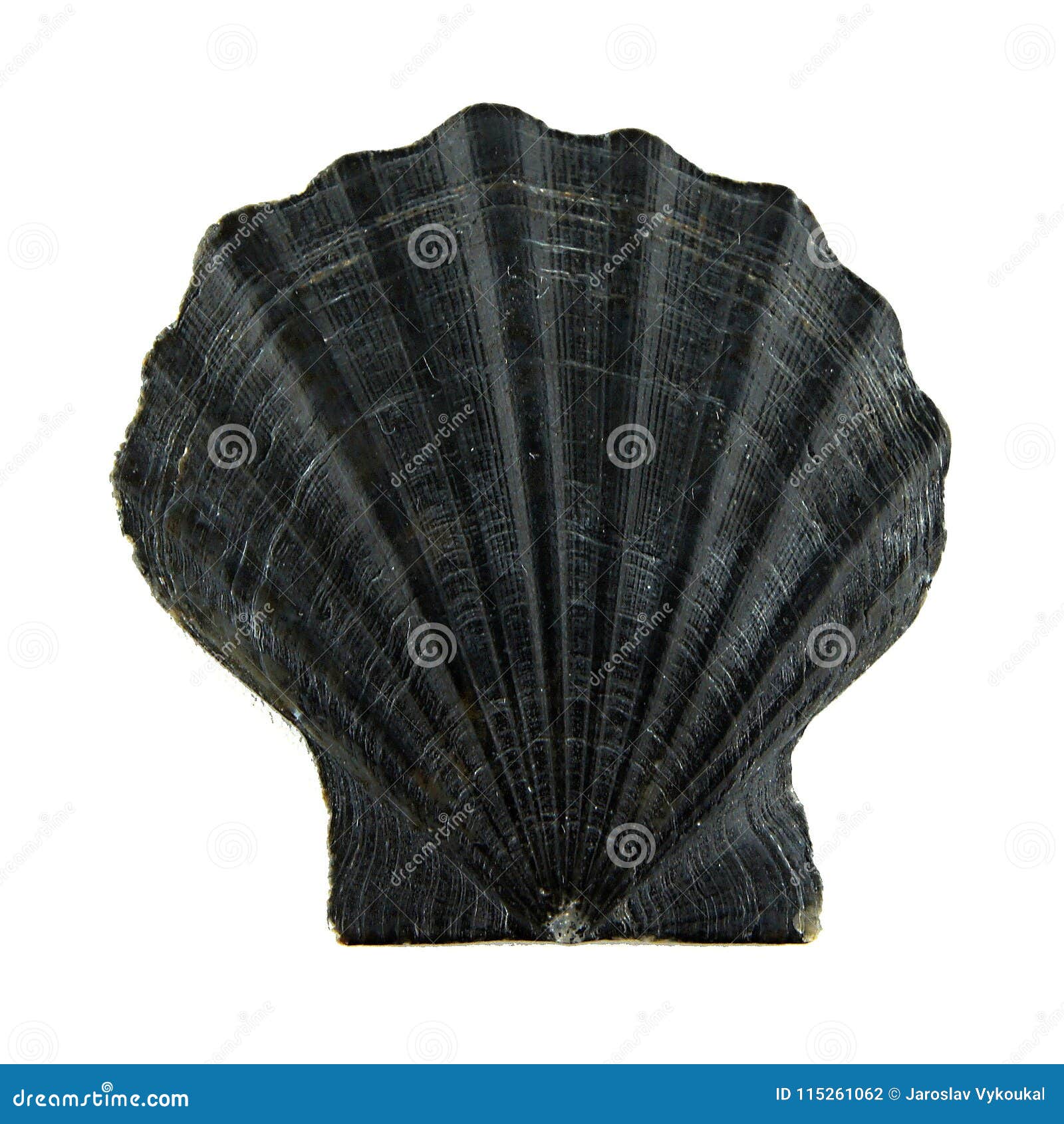 Sea Shell ,Pecten Scallops ,saltwater Clams Isolated On White ...