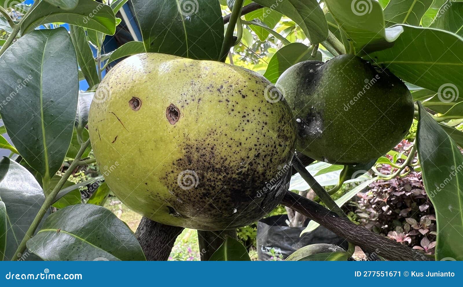 Black sapote fruit stock image. Image of chocolate, fruit - 277551671