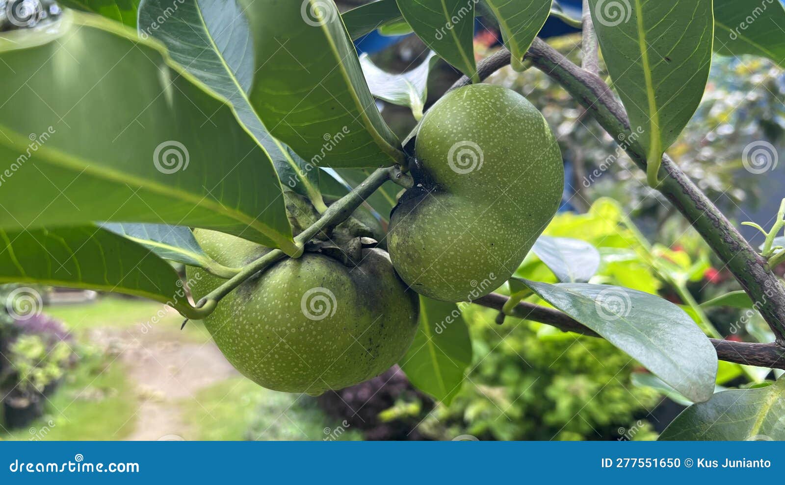 Black sapote fruit stock photo. Image of sapote, pudding - 277551650