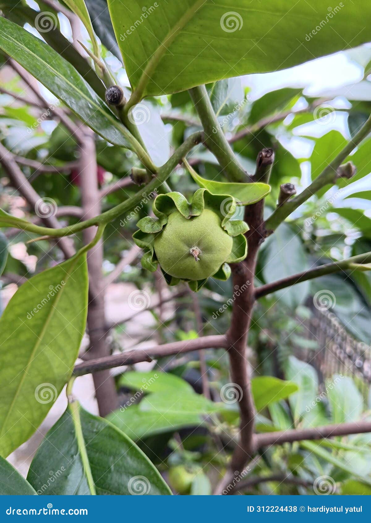 The Black Sapote Fruit is Still Small and Has Just Emerged from the ...