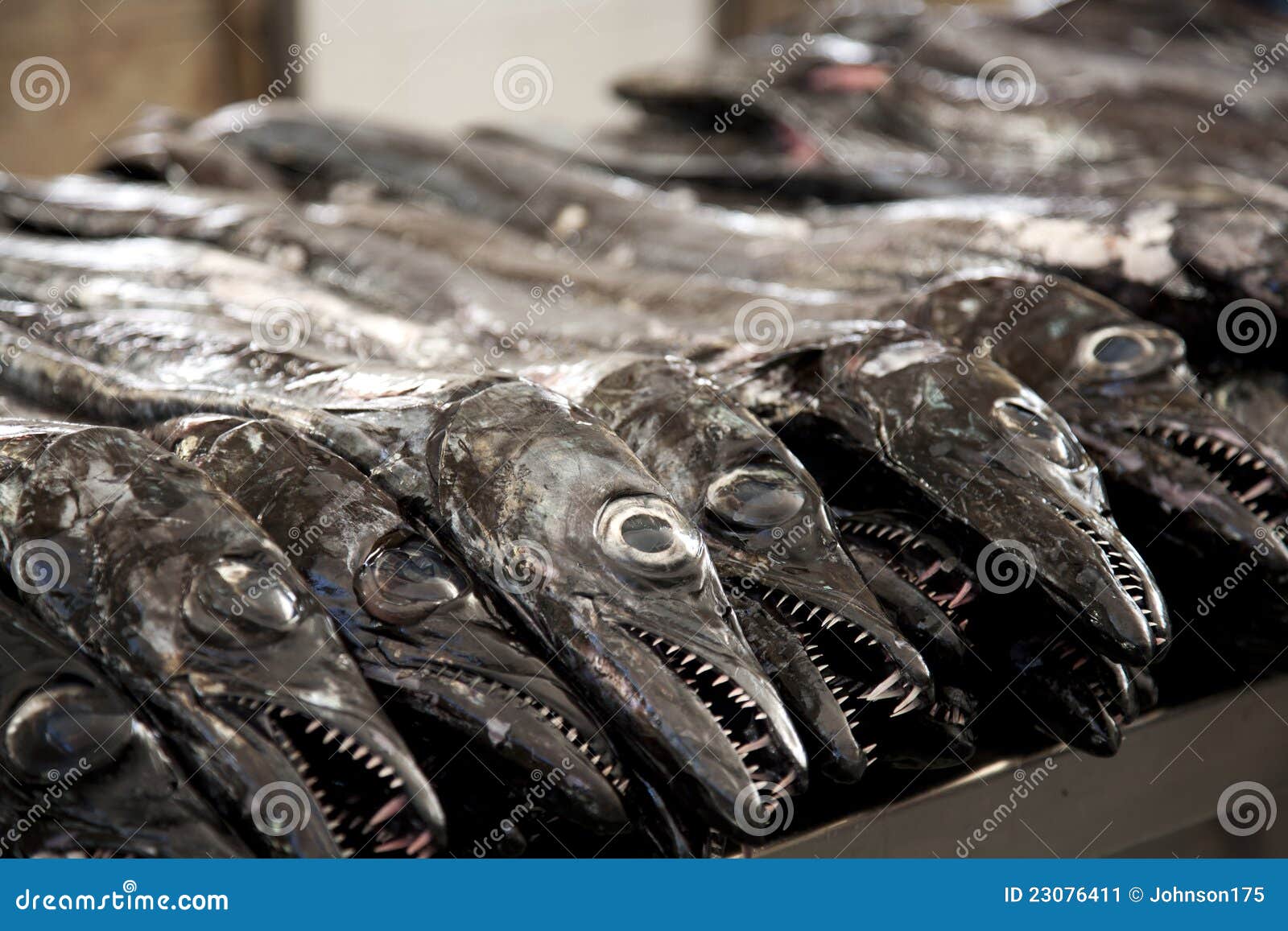Black Scabbard Fish stock image. Image of black, weird - 23076411