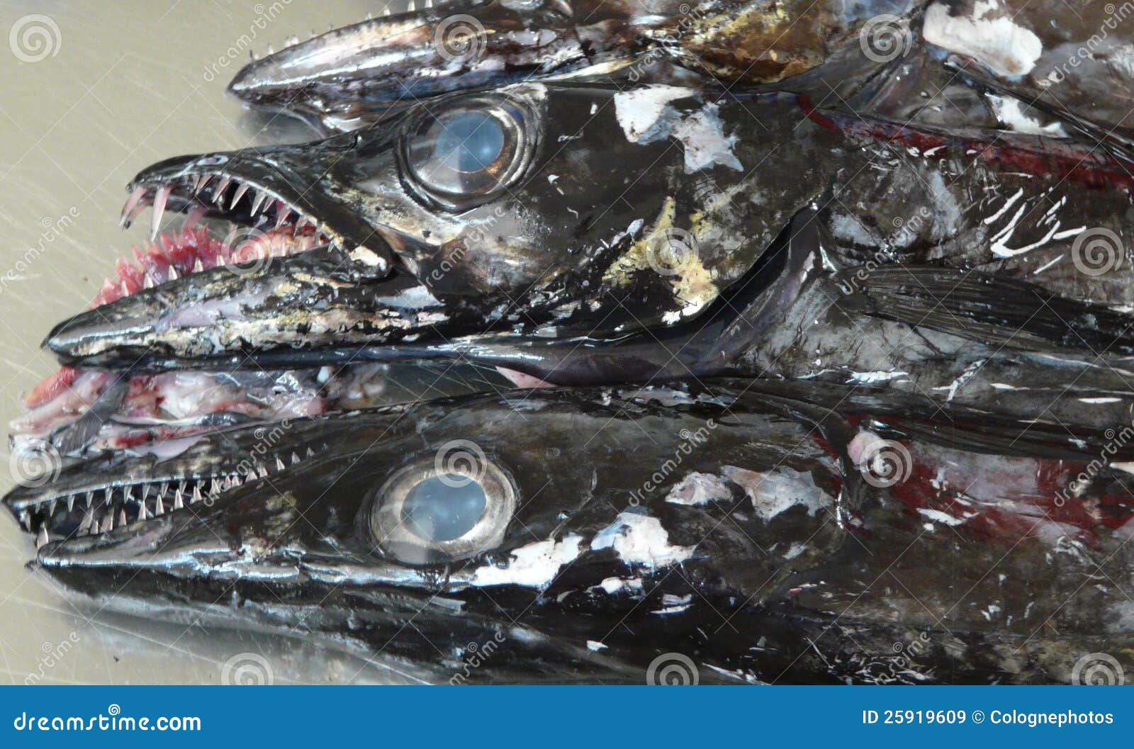 Black Scabbardfish With Fried Bananas Royalty-Free Stock Photography ...