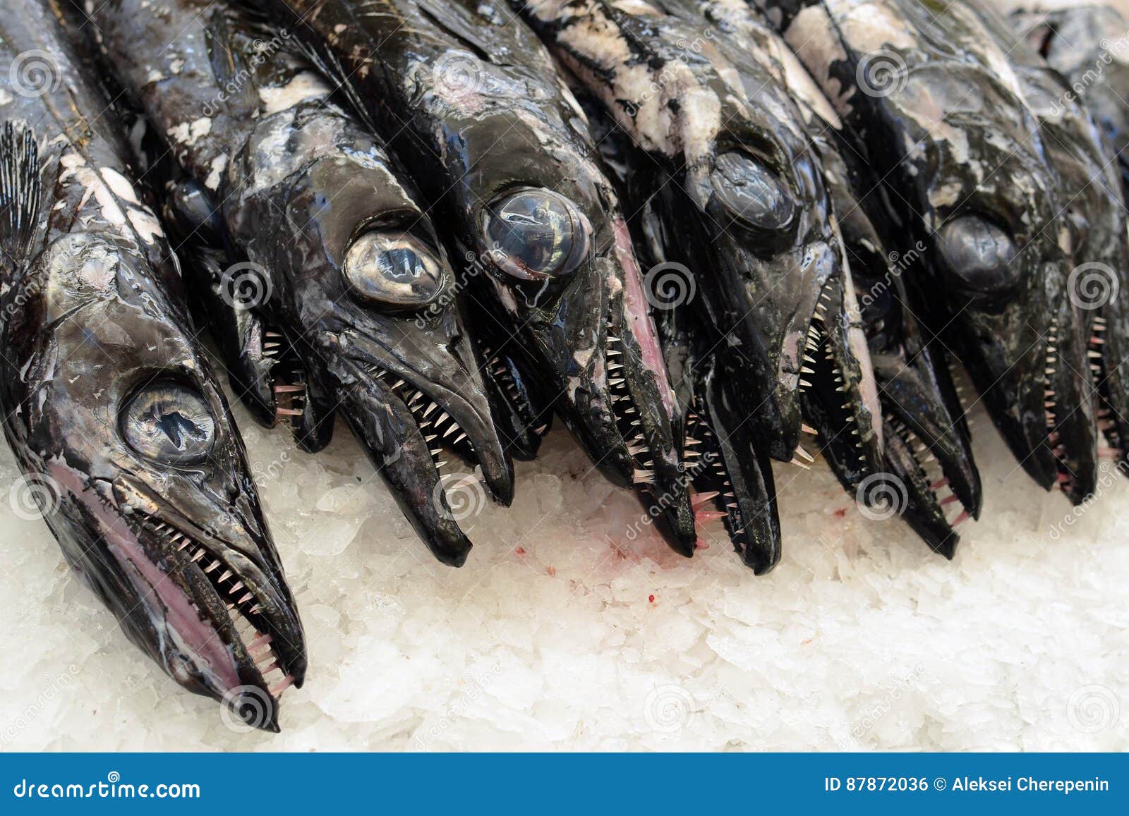Black Scabbardfish At Funchal Market, Madeira Stock Photography ...