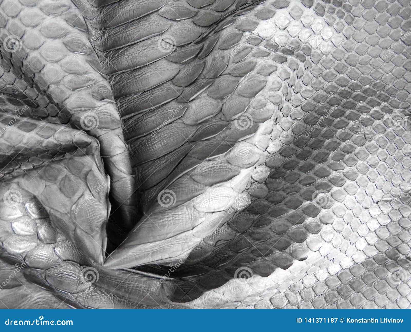 Black Scaled Python Skin, Black for Texture Stock Image - Image of ...