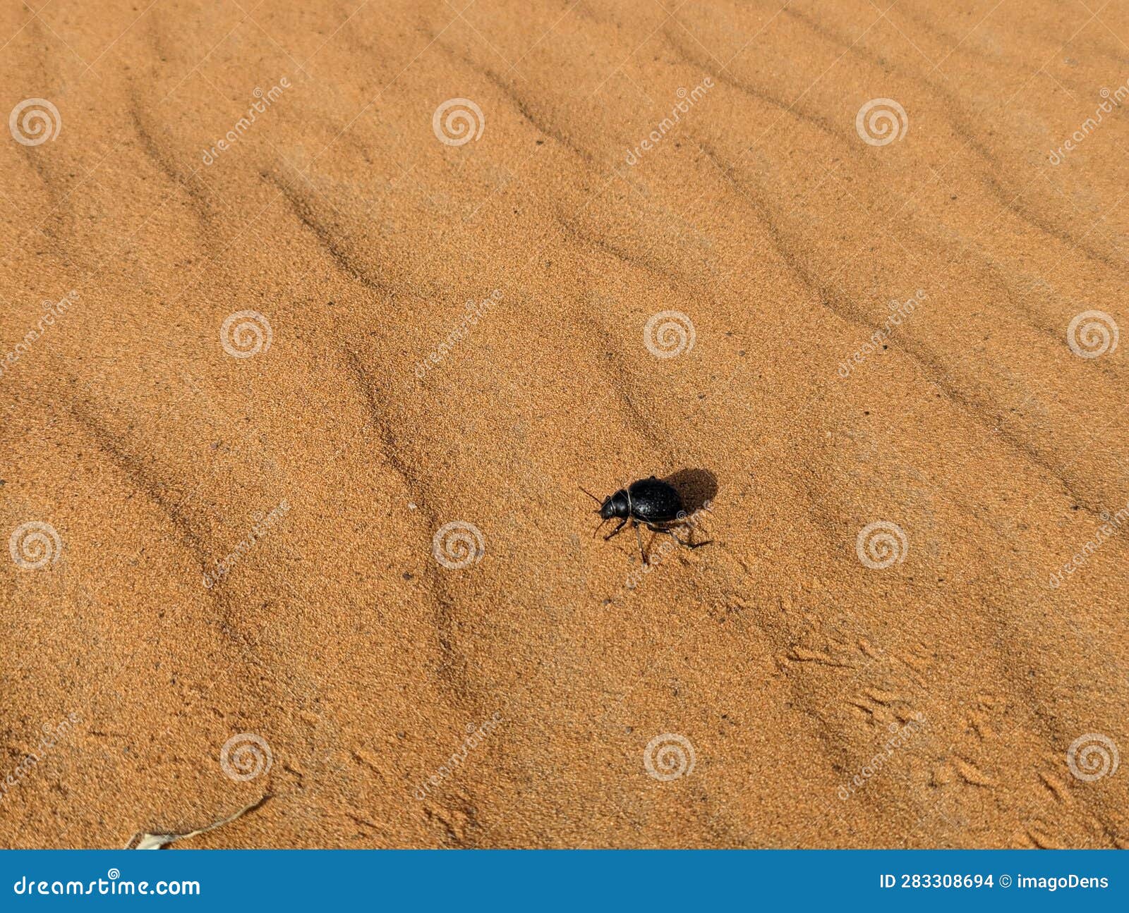 A Black Scarab Beetle in the Erg Chebbi Desert Stock Photo - Image of ...