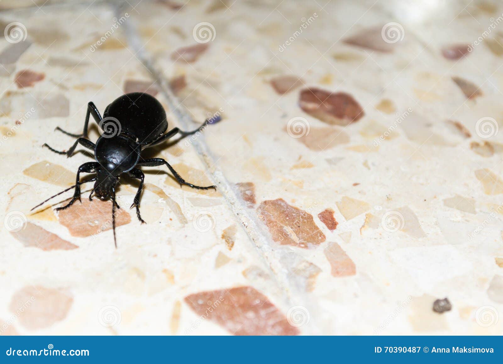 Black Scary Insect Crawl On The Floor Royalty-Free Stock Photography ...