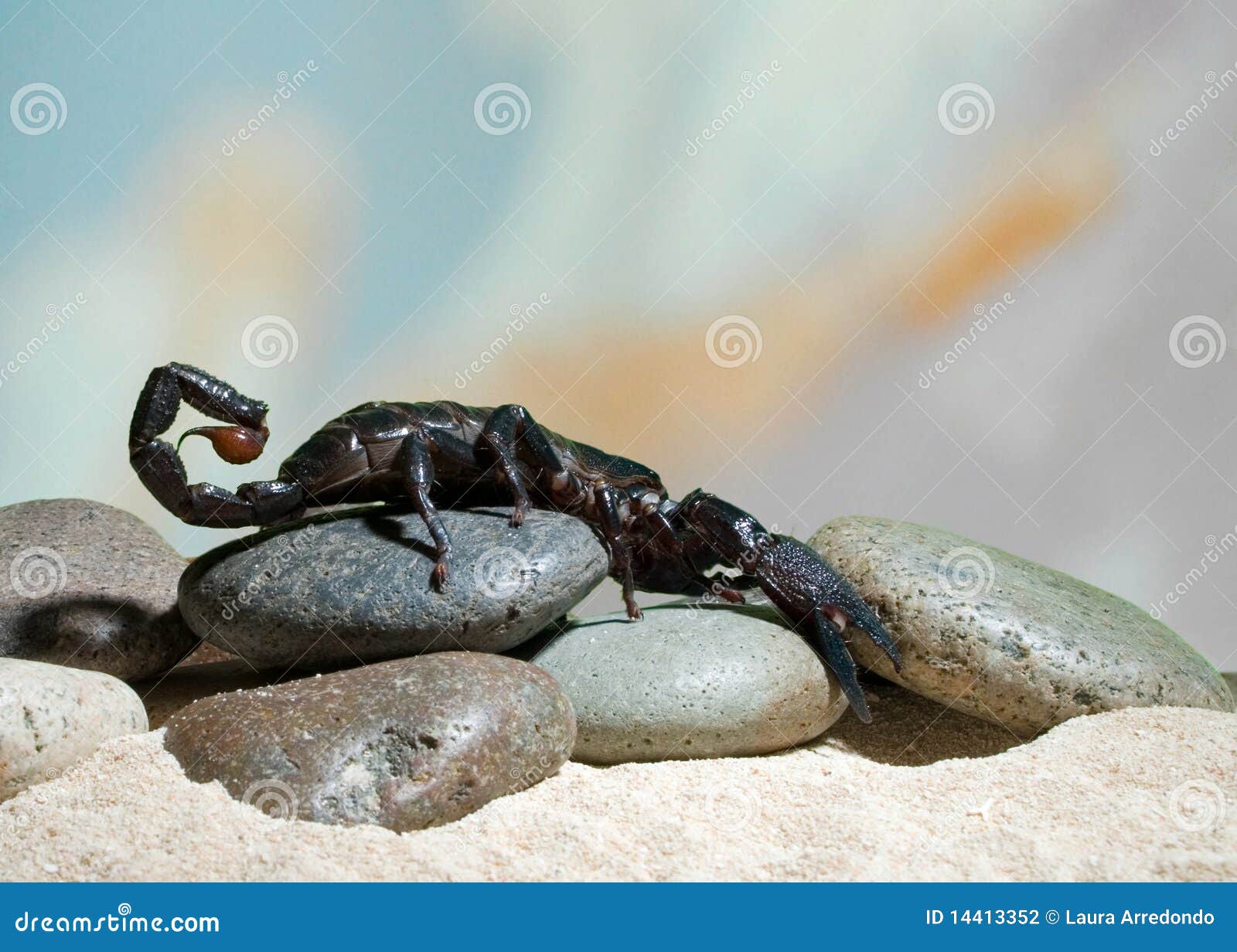 Black Scorpion Macro Photo, Dreaded Arachnid. Horrific Creature With A ...