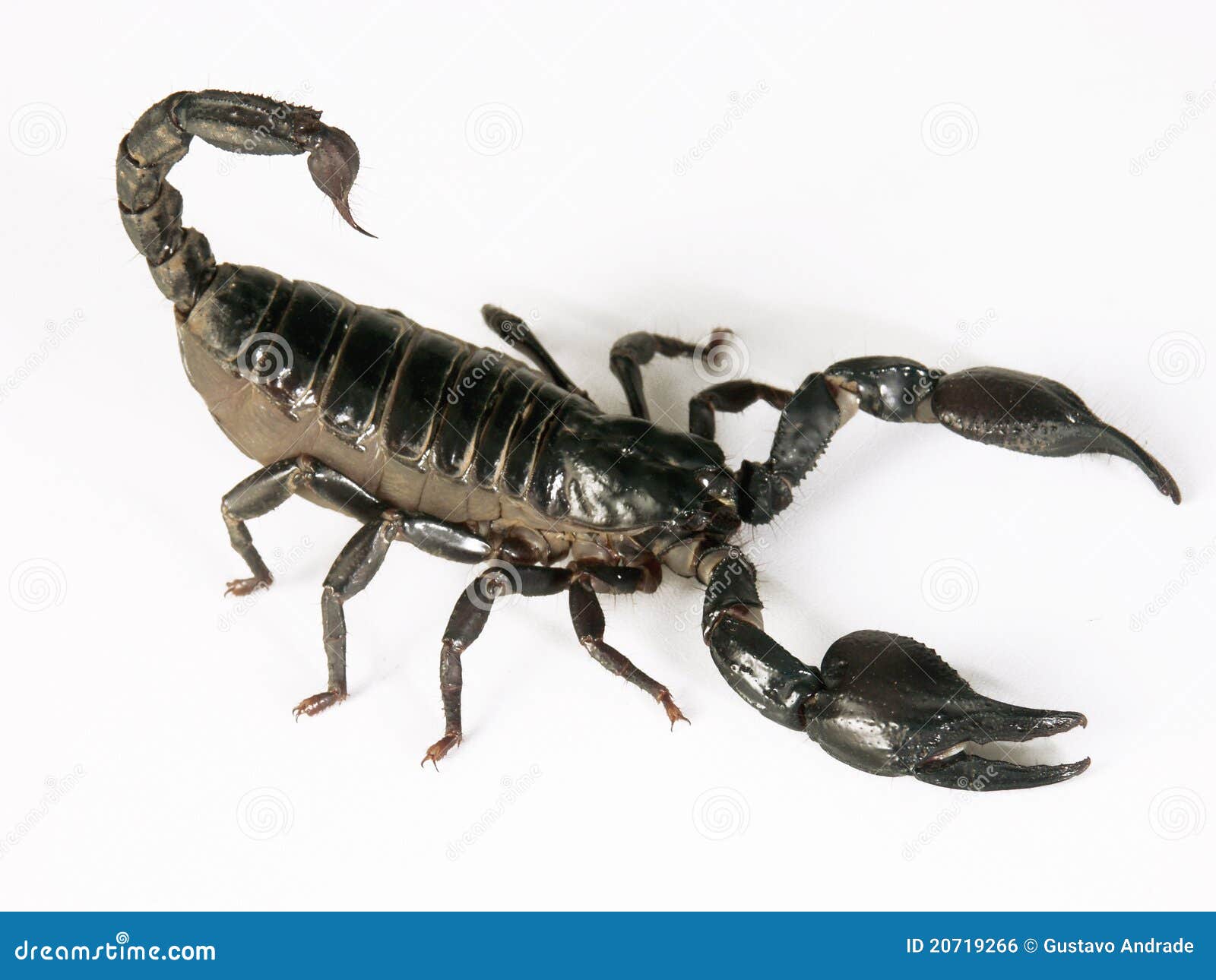 Black Scorpion Macro Photo, Dreaded Arachnid. Horrific Creature With A ...
