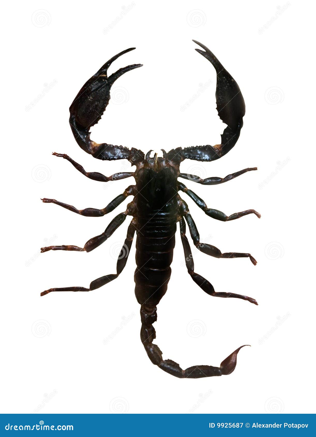 Black Scorpion Macro Photo, Dreaded Arachnid. Horrific Creature With A ...