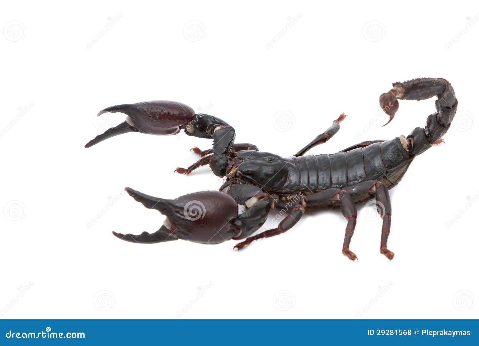 Black Scorpion in Combat Position Stock Photo - Image of scorpion ...