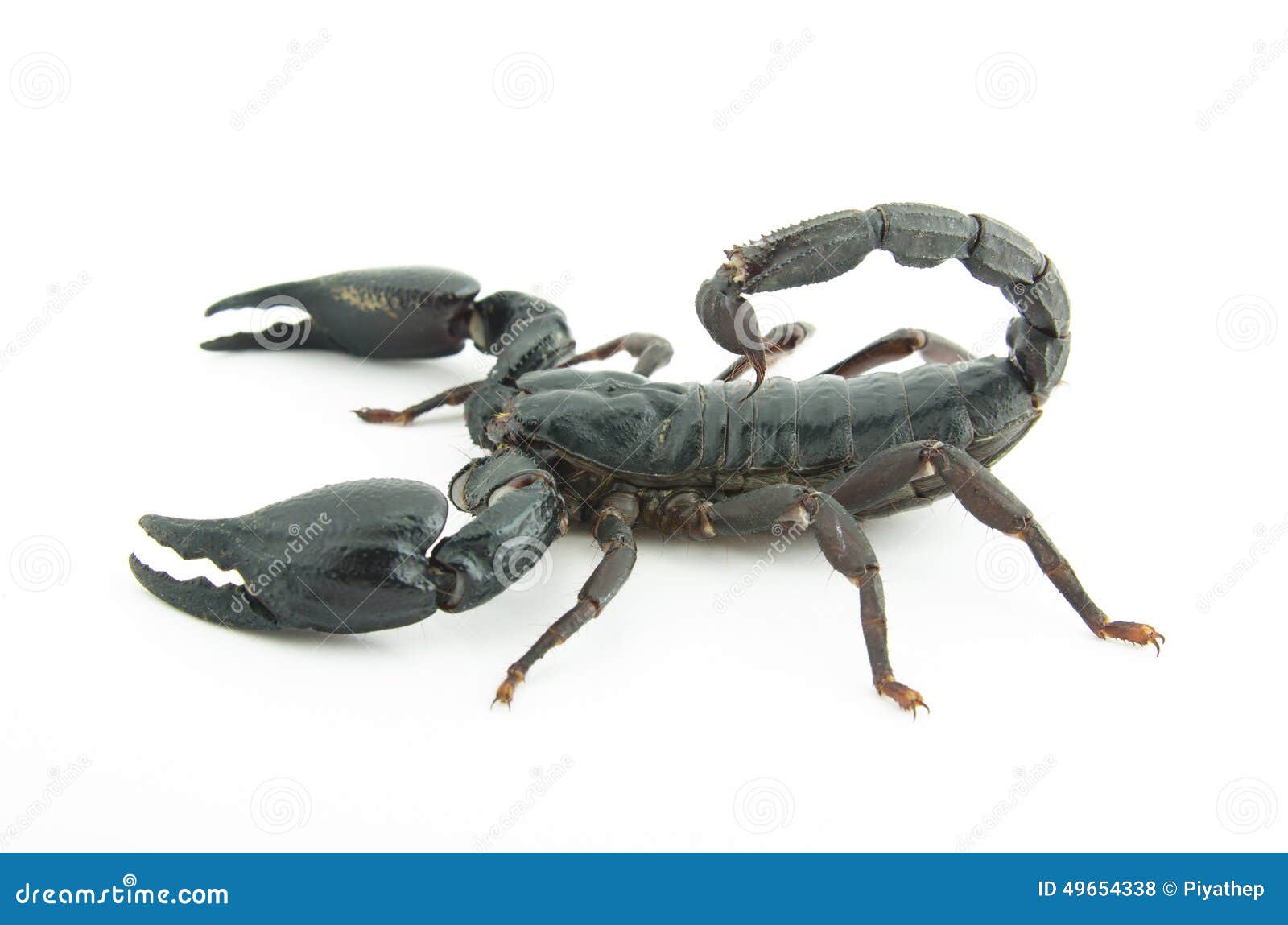 Black Scorpion in Combat Position Stock Photo - Image of scorpion ...
