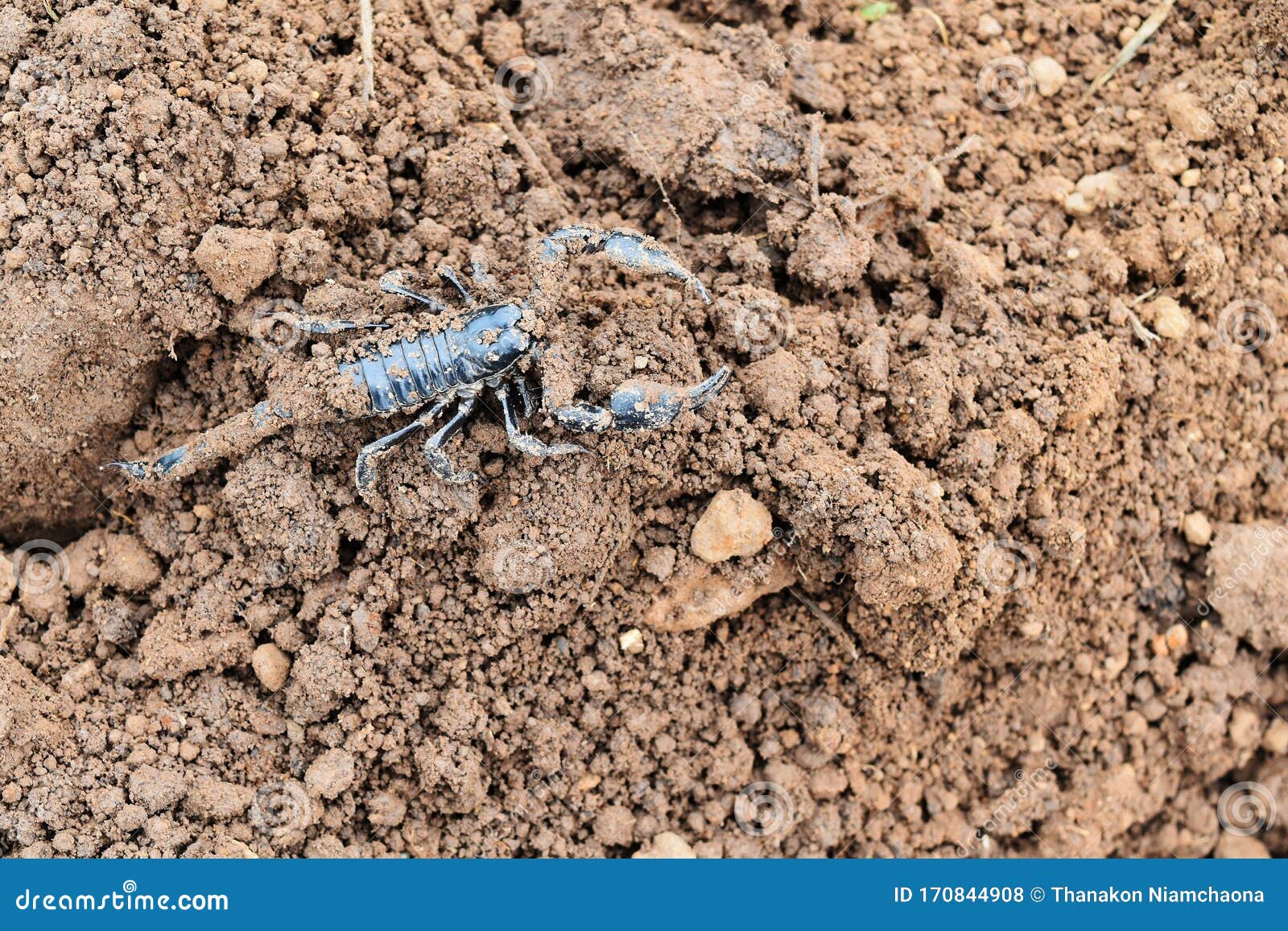 Black Scorpion on Dirty Soil Ground Stock Photo - Image of reptile ...
