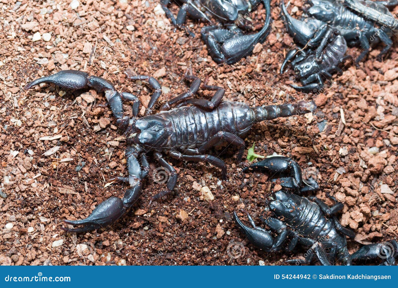 Black Scorpion stock photo. Image of invertebrate, organism - 54244942