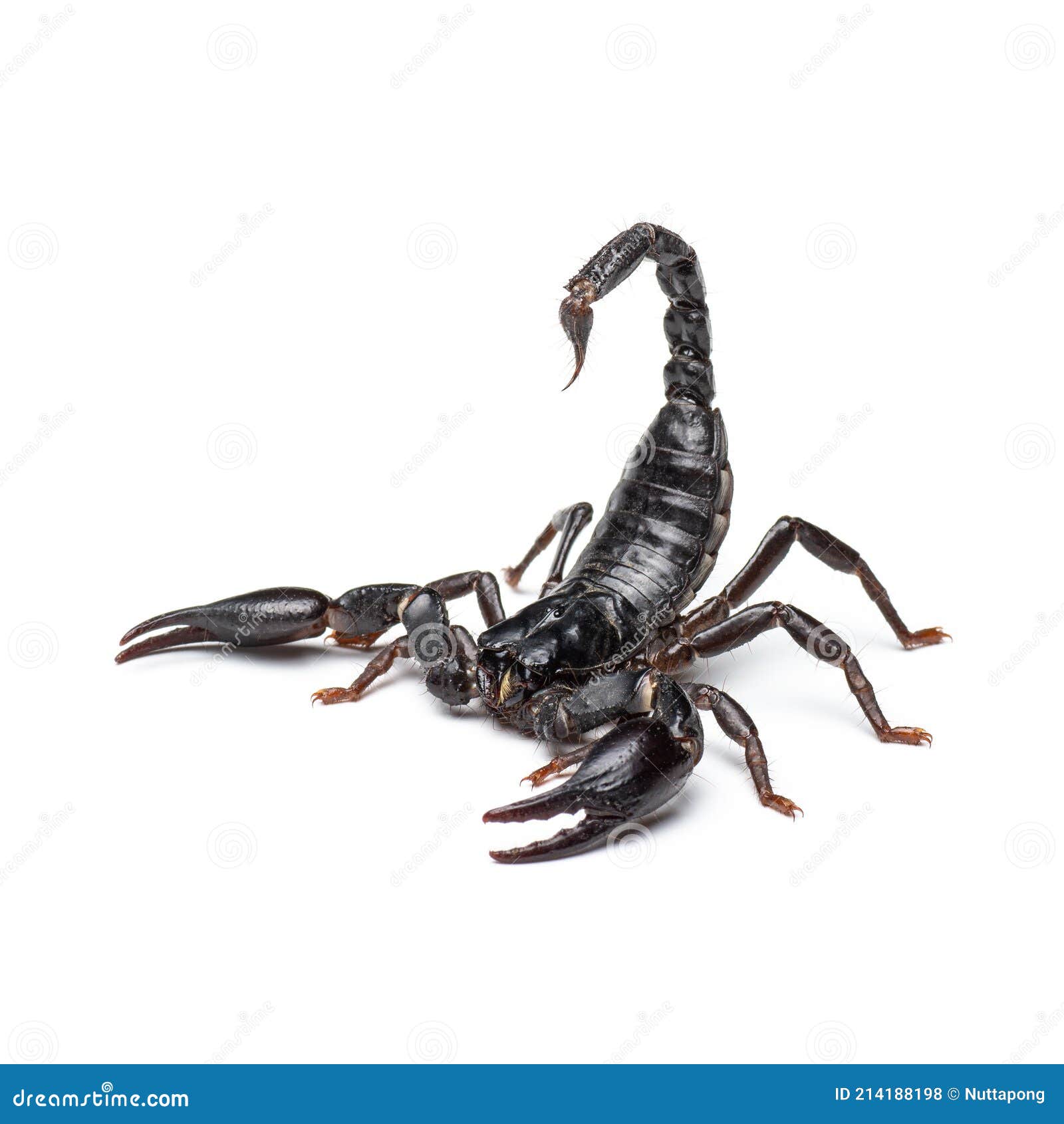 Black Scorpion On White Background, Poisonous Animals Royalty-Free ...