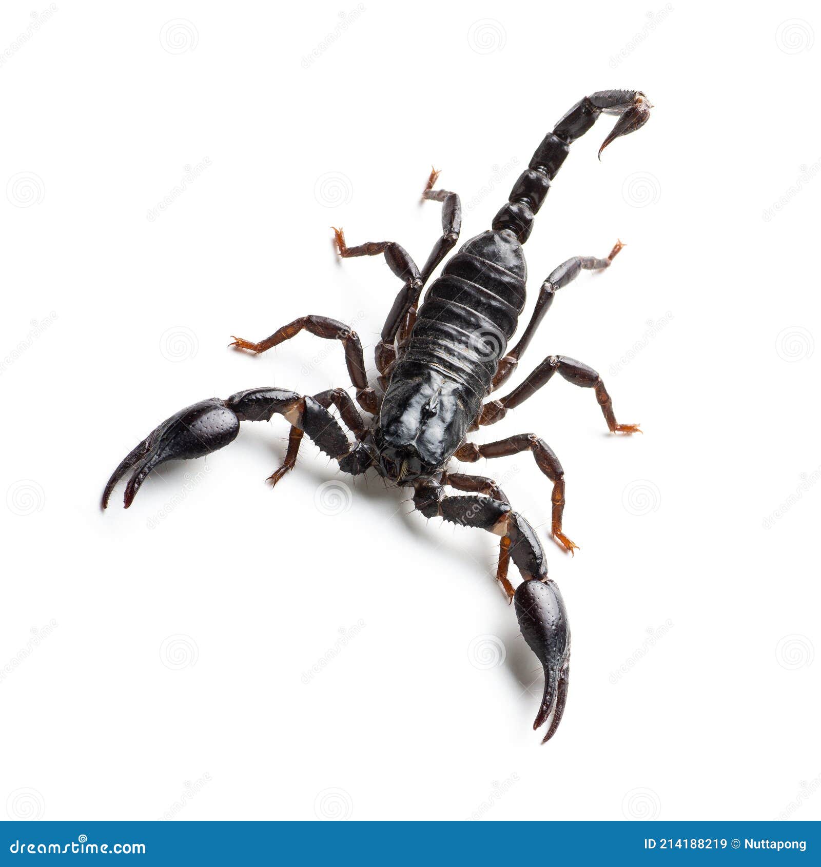 Black Scorpion On White Background, Poisonous Animals Royalty-Free ...