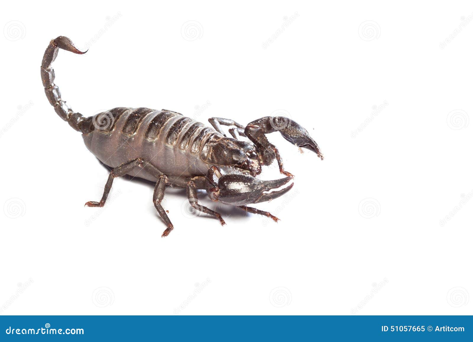 The Scorpion King Monster