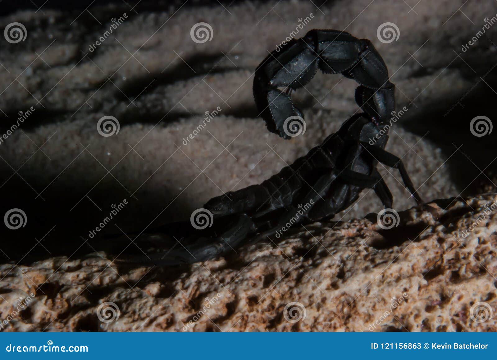 Black Scorpion at night stock image. Image of inverts - 121156863